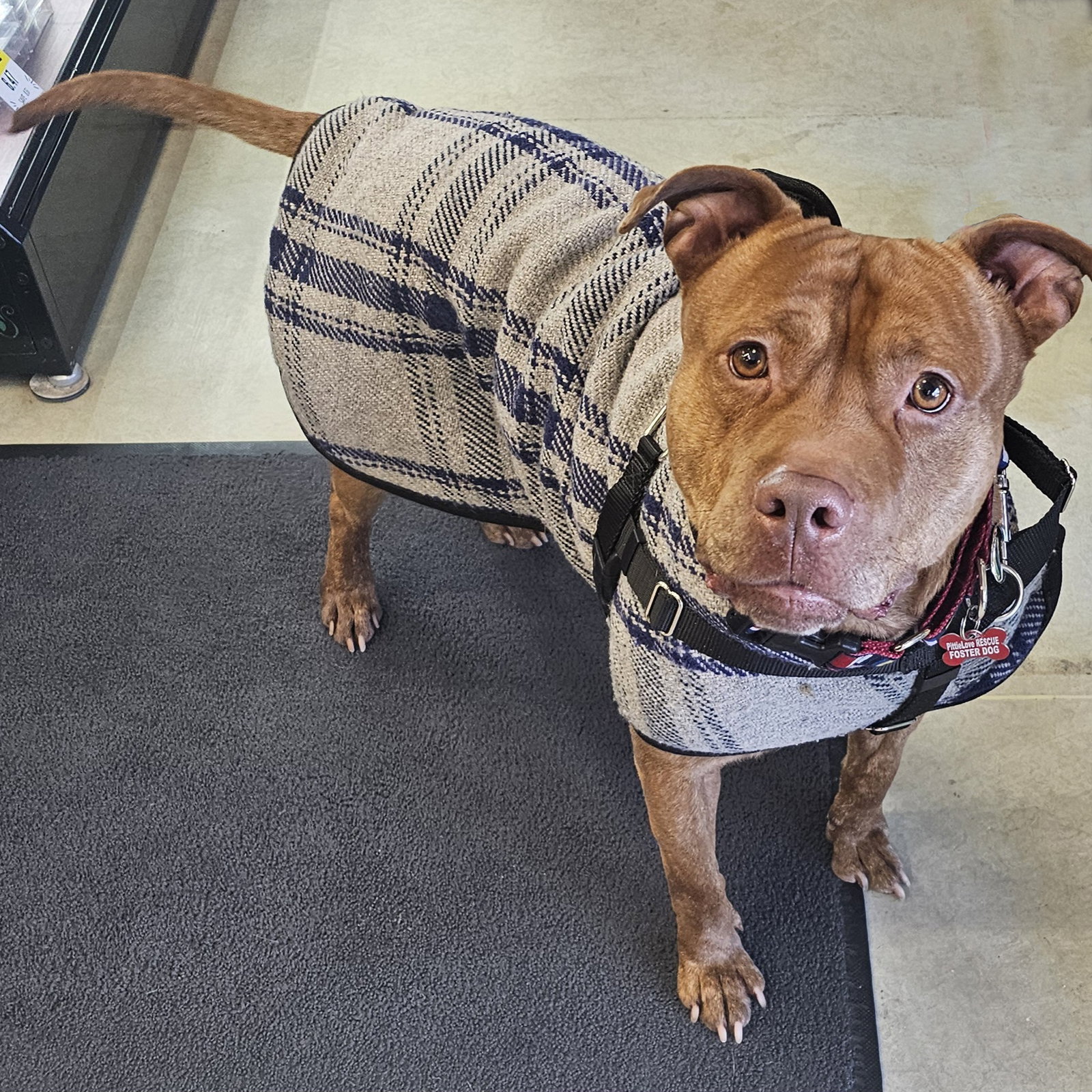 Dog for Adoption - Ralphie, a Pit Bull Terrier in Carlisle, MA | Alpha Paw