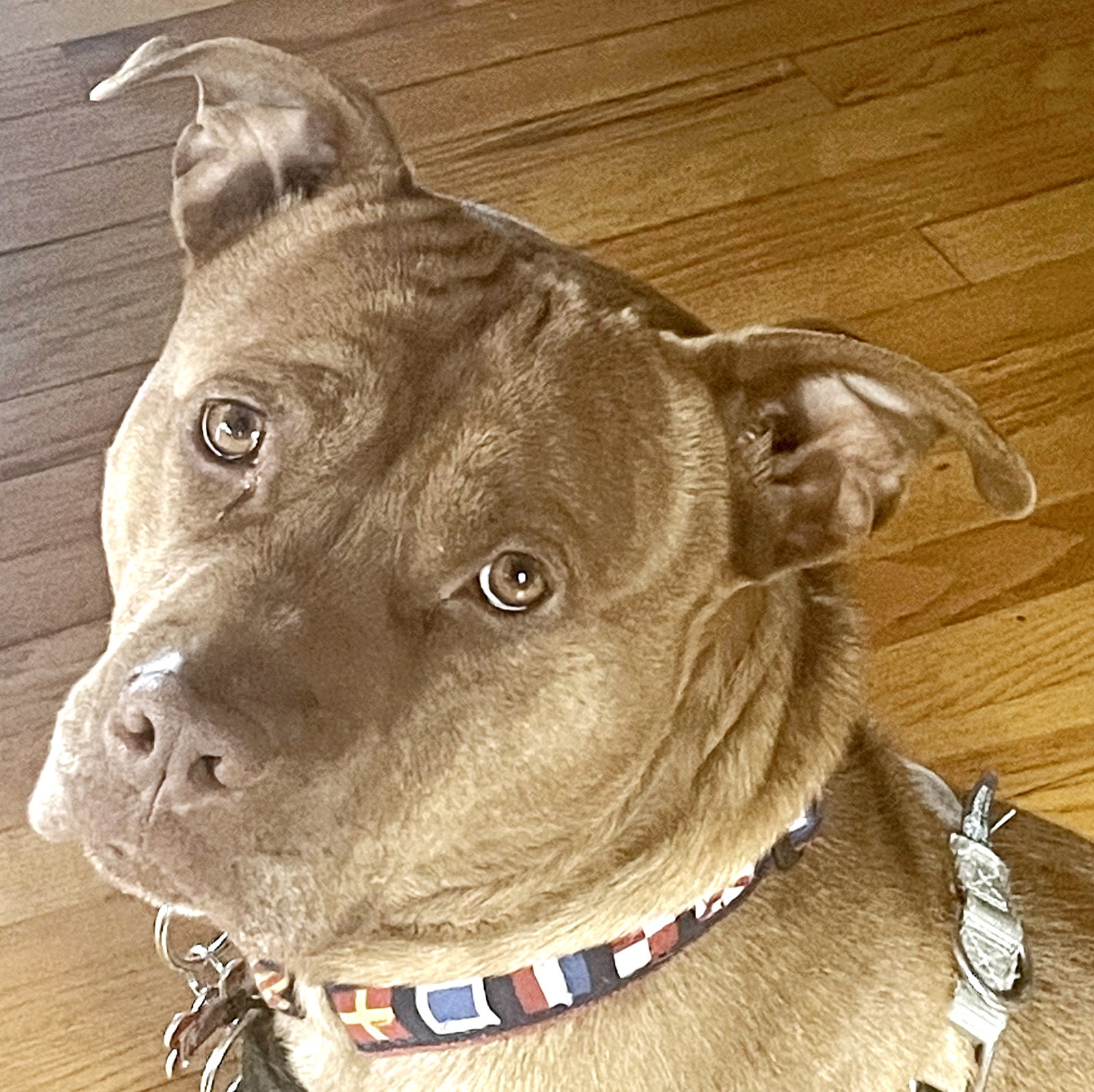 Dog for Adoption - Ralphie, a Pit Bull Terrier in Carlisle, MA | Alpha Paw