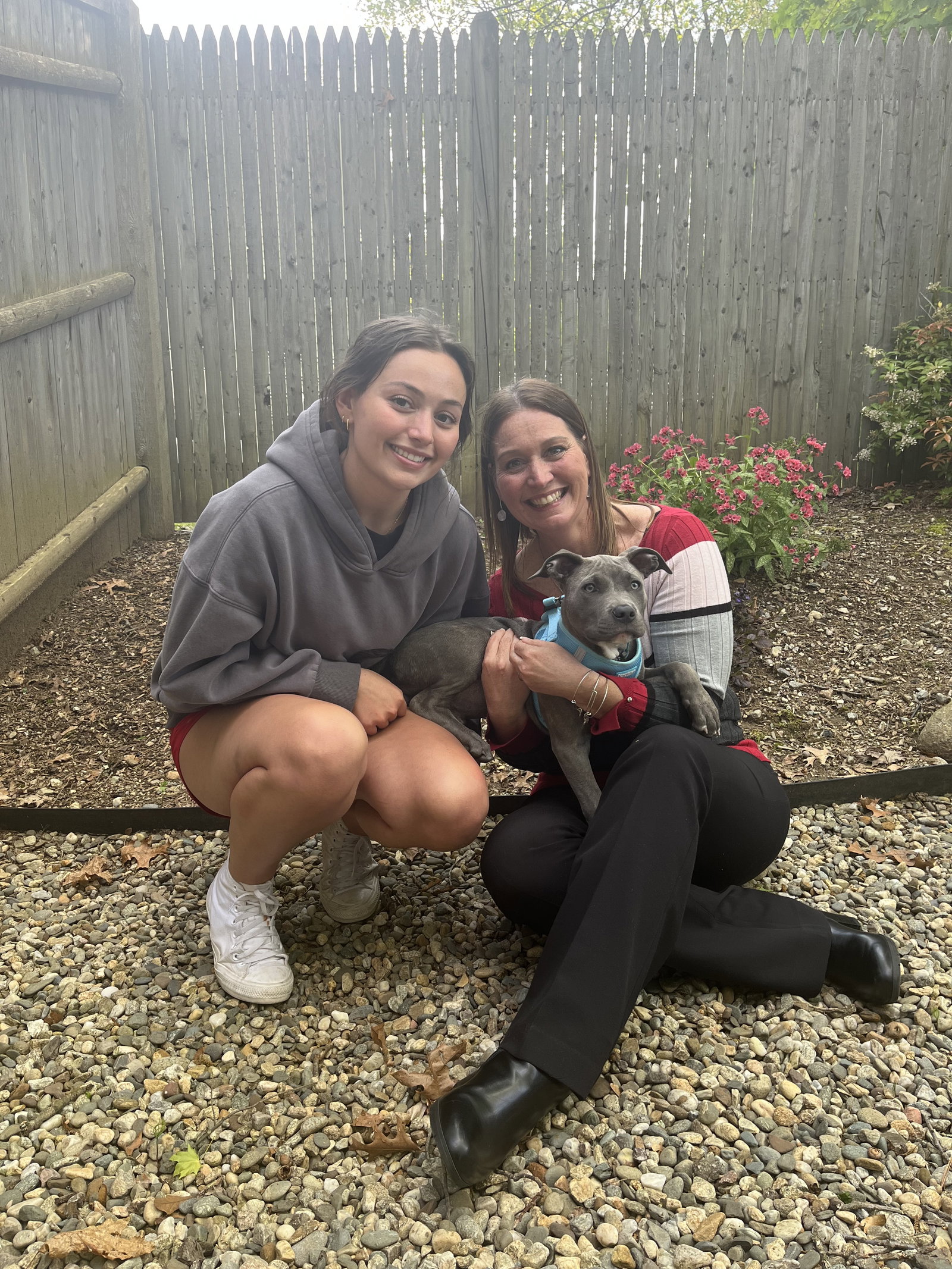 Dog for Adoption - Sokka, a Pit Bull Terrier in Walpole, MA | Alpha Paw