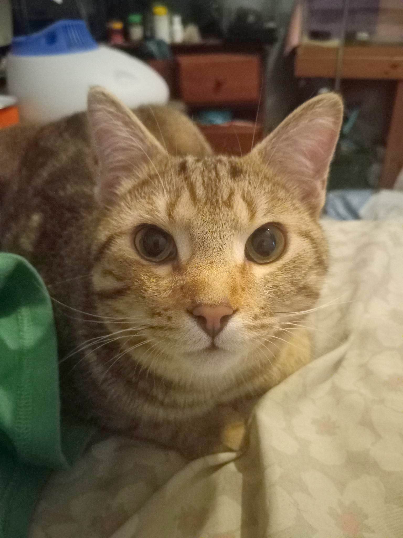 Cats for Adoption in Dooms, Virginia | Alpha Paw