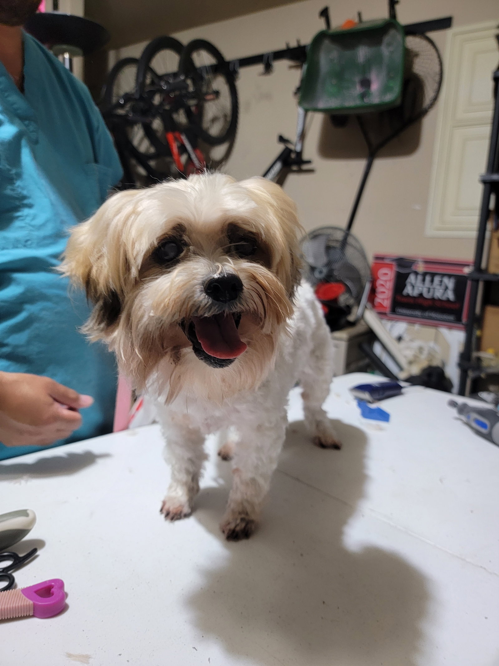 Dog for Adoption - Cinnamon, a Shih Tzu in Austin County, TX | Alpha Paw
