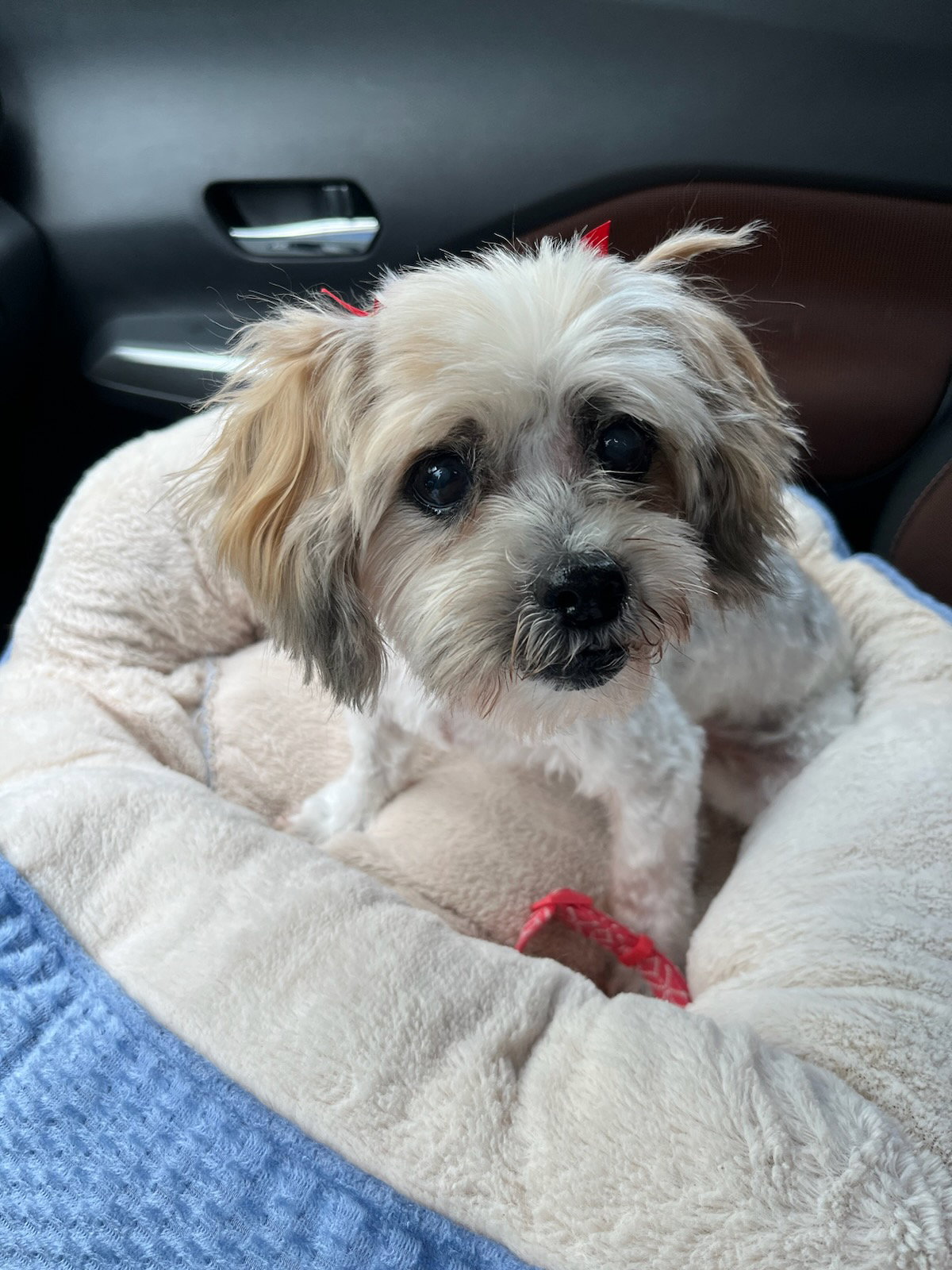 Dog for Adoption - Cinnamon, a Shih Tzu in Austin County, TX | Alpha Paw