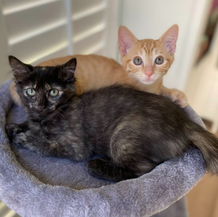 Cat adoption in Rosenberg, TX 77471: Extra-Toes Cat (Hemingway ...