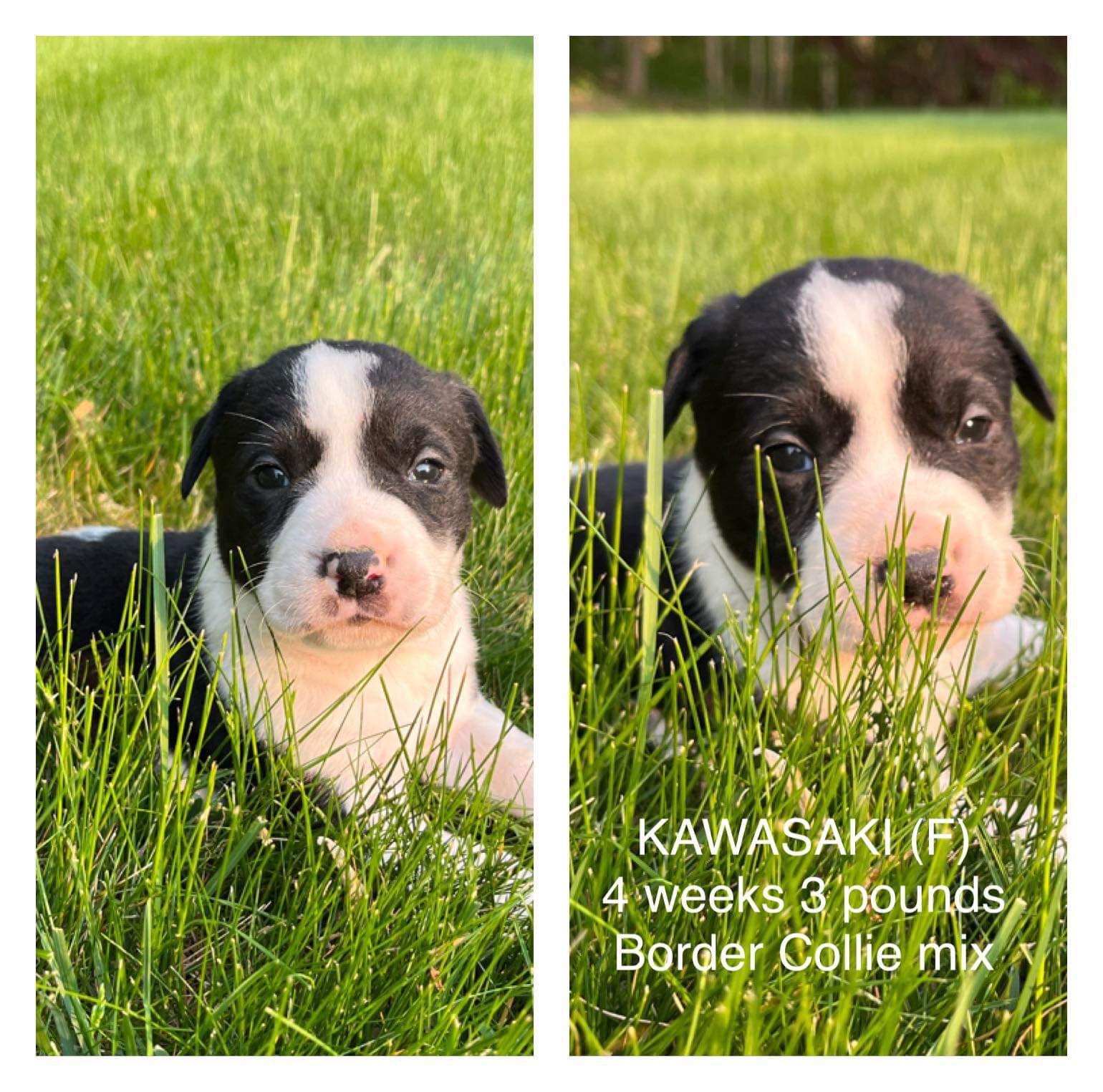 Dog for Adoption - KAWASAKI, a Border Collie in Auburn, MA | Alpha Paw