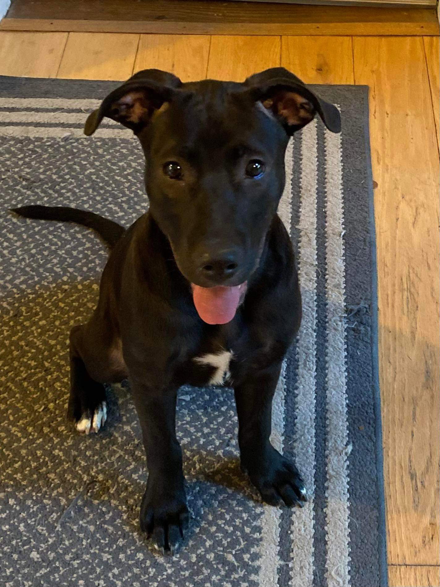 Dog for Adoption - JENNY, a Labrador Retriever in Middlesex County, CT ...