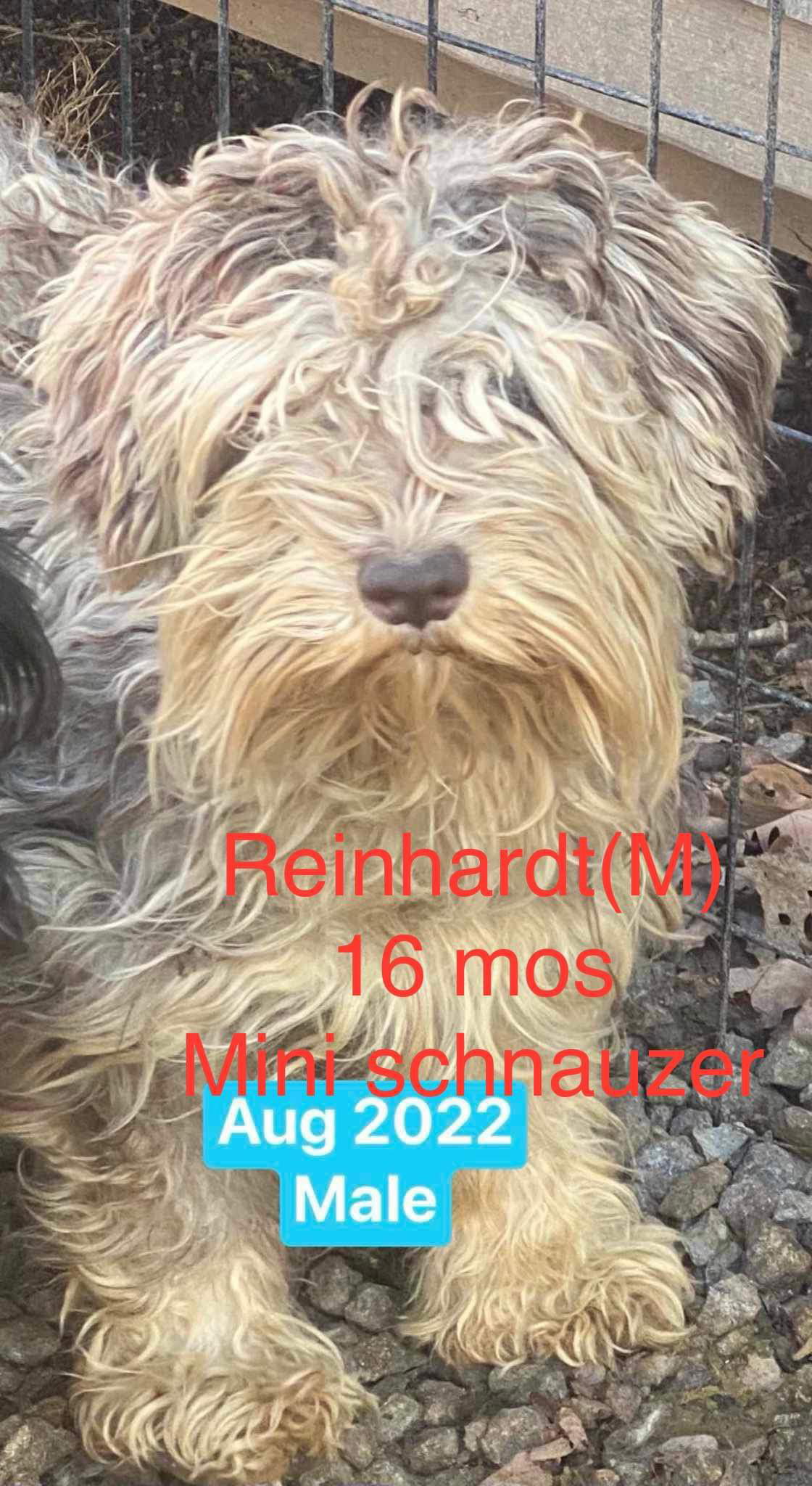 Dog for Adoption - Reinhardt, a Miniature Schnauzer in New London, CT ...