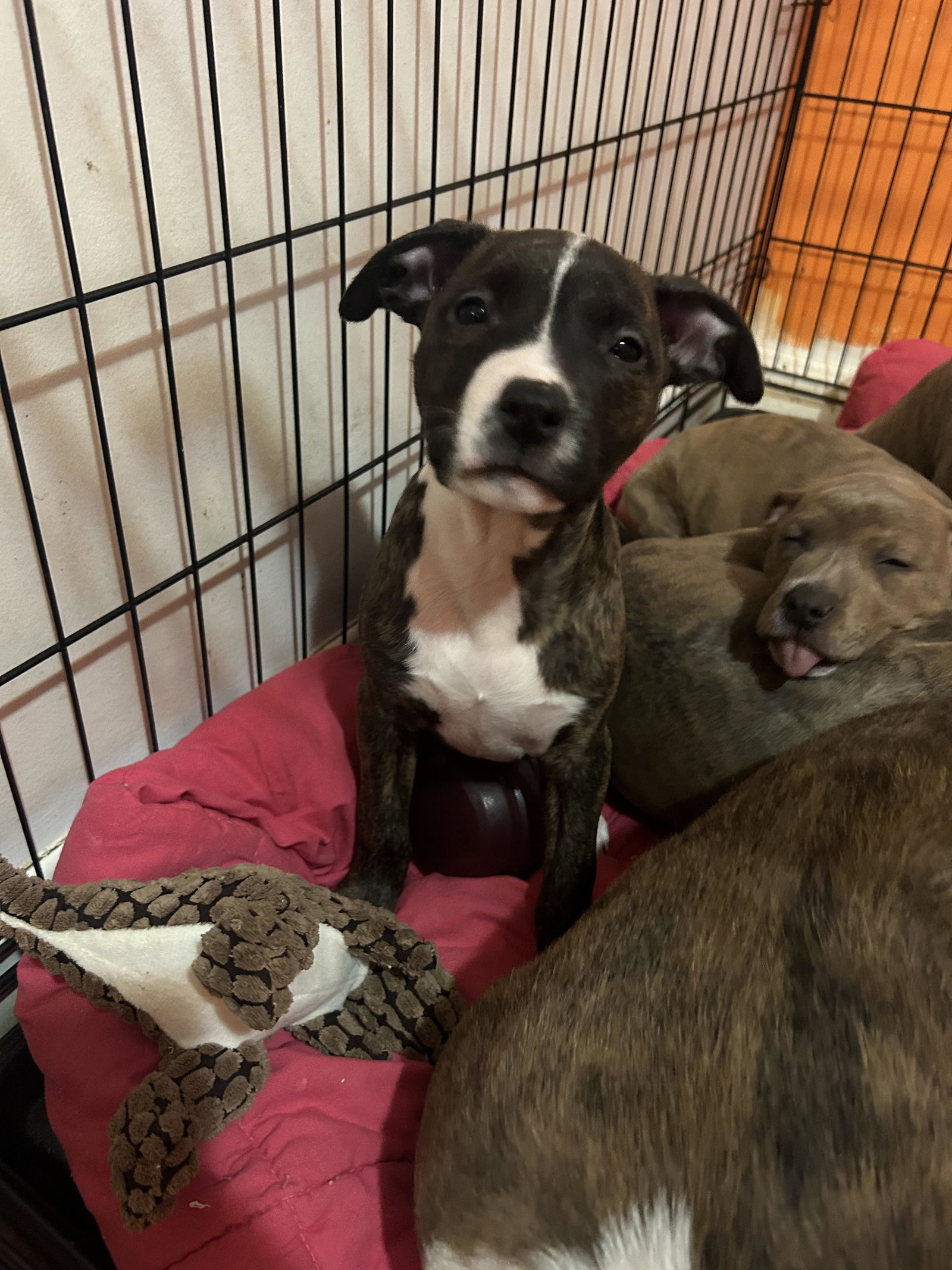 Dog for Adoption - GABI, a American Pit Bull Terrier in Old Mystic, CT ...