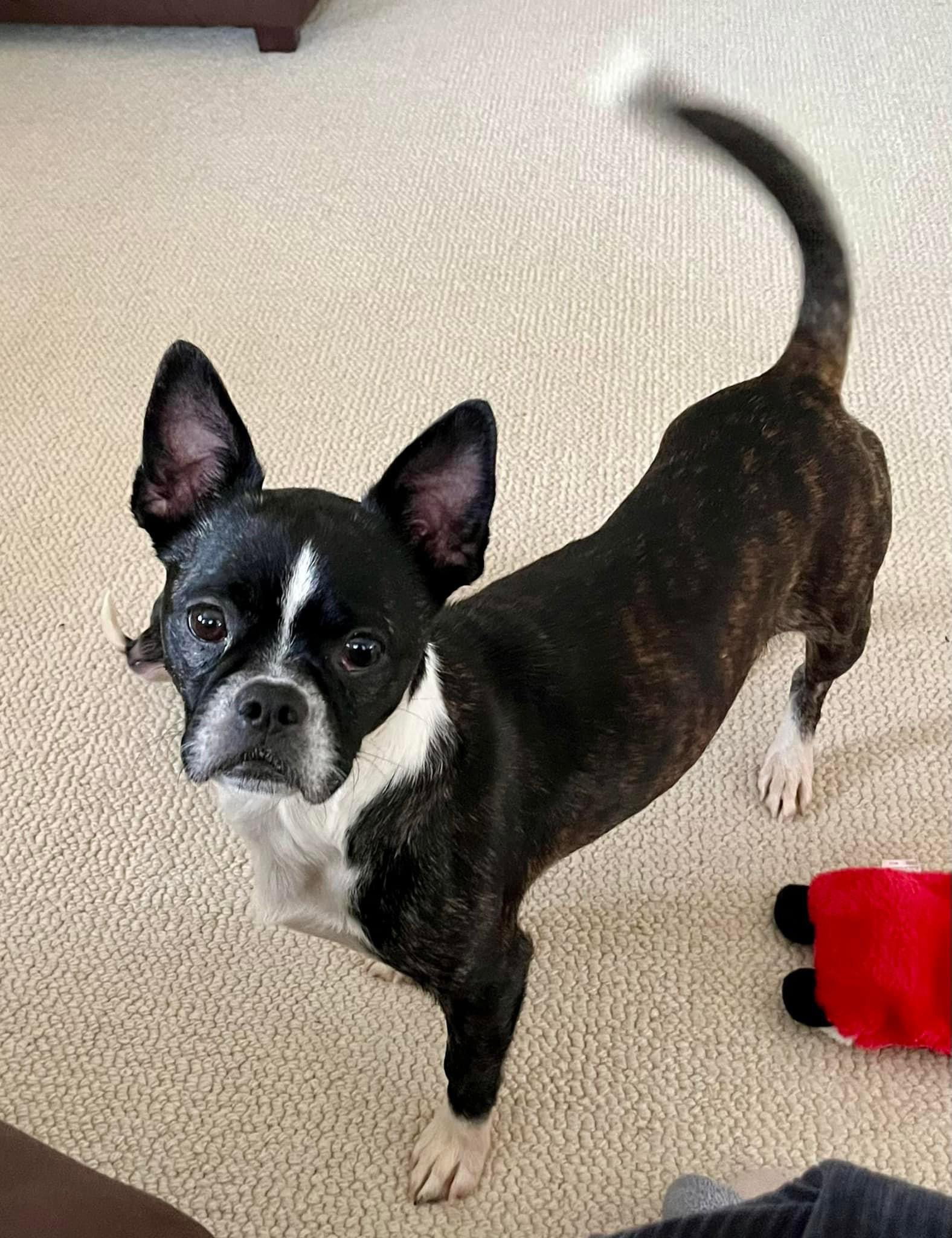 Dog for Adoption - Cry Baby, a Boston Terrier in Springs, NY | Alpha Paw