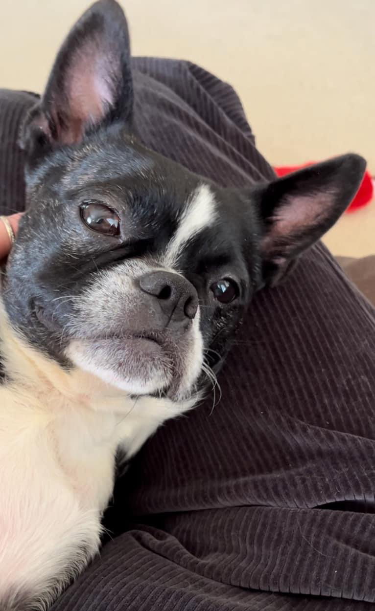Dog for Adoption - Cry Baby, a Boston Terrier in Old Mystic, CT | Alpha Paw
