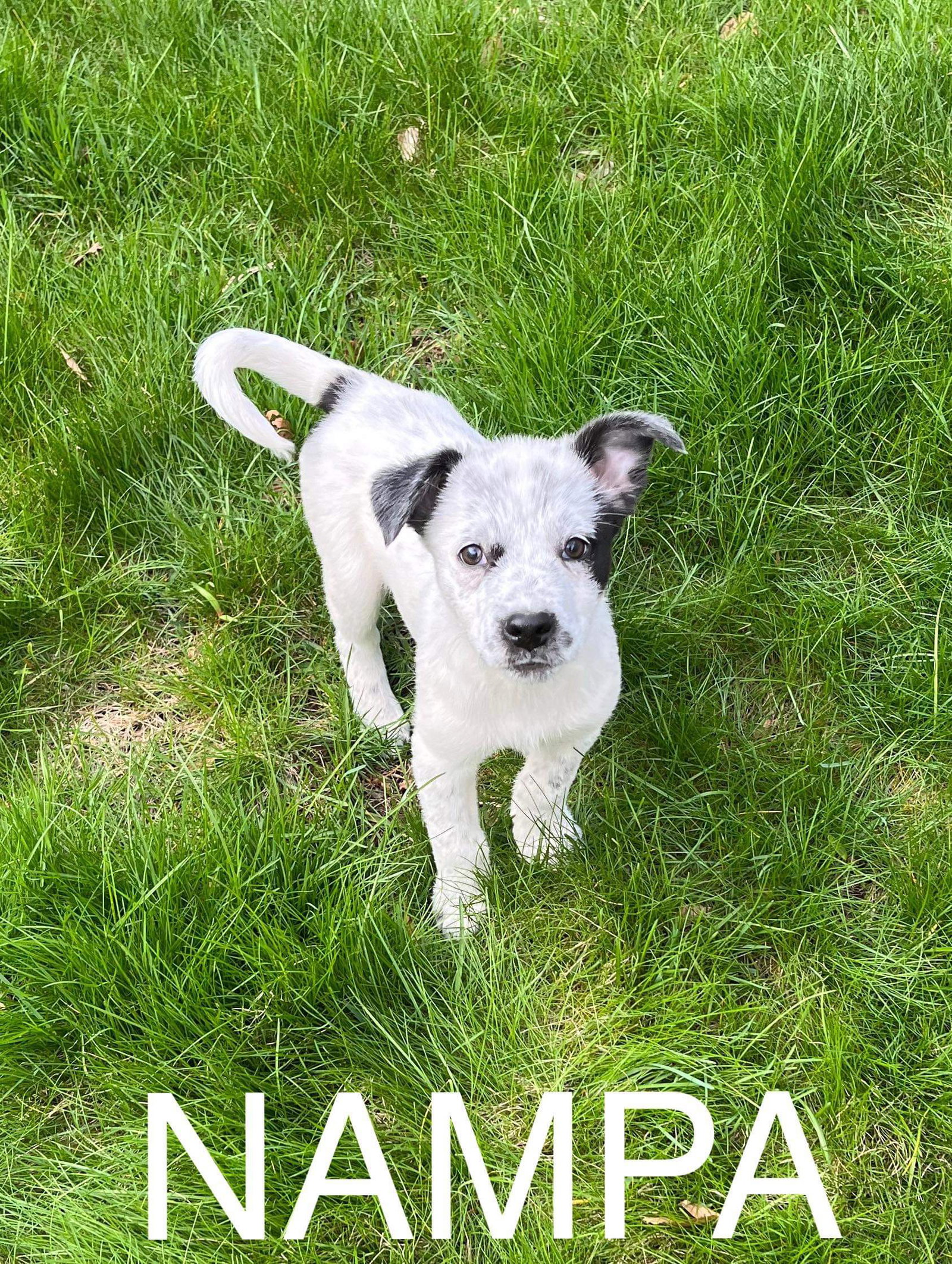 Dog for Adoption - NAMPA, a Australian Cattle Dog/Blue Heeler in ...