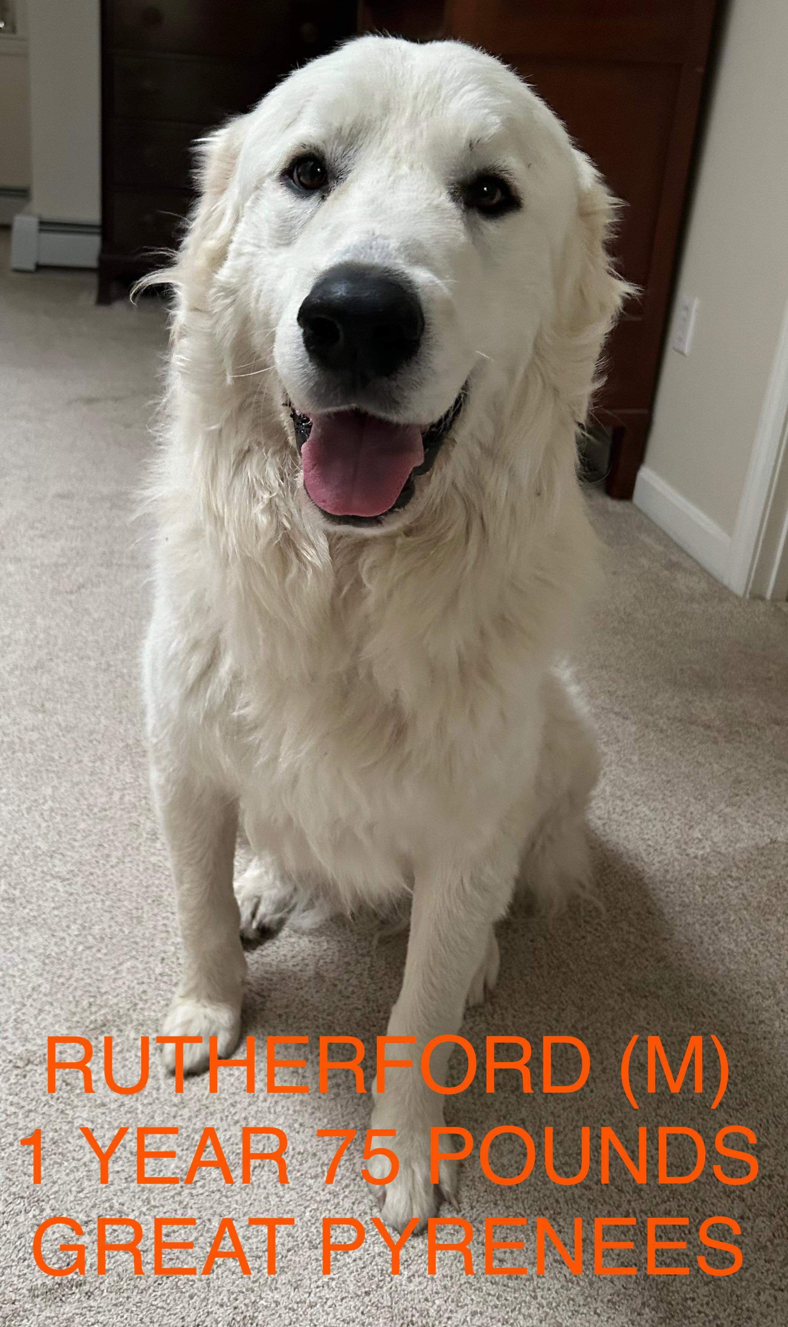 Dog for Adoption - Rutherford, a Great Pyrenees in New Haven, CT ...