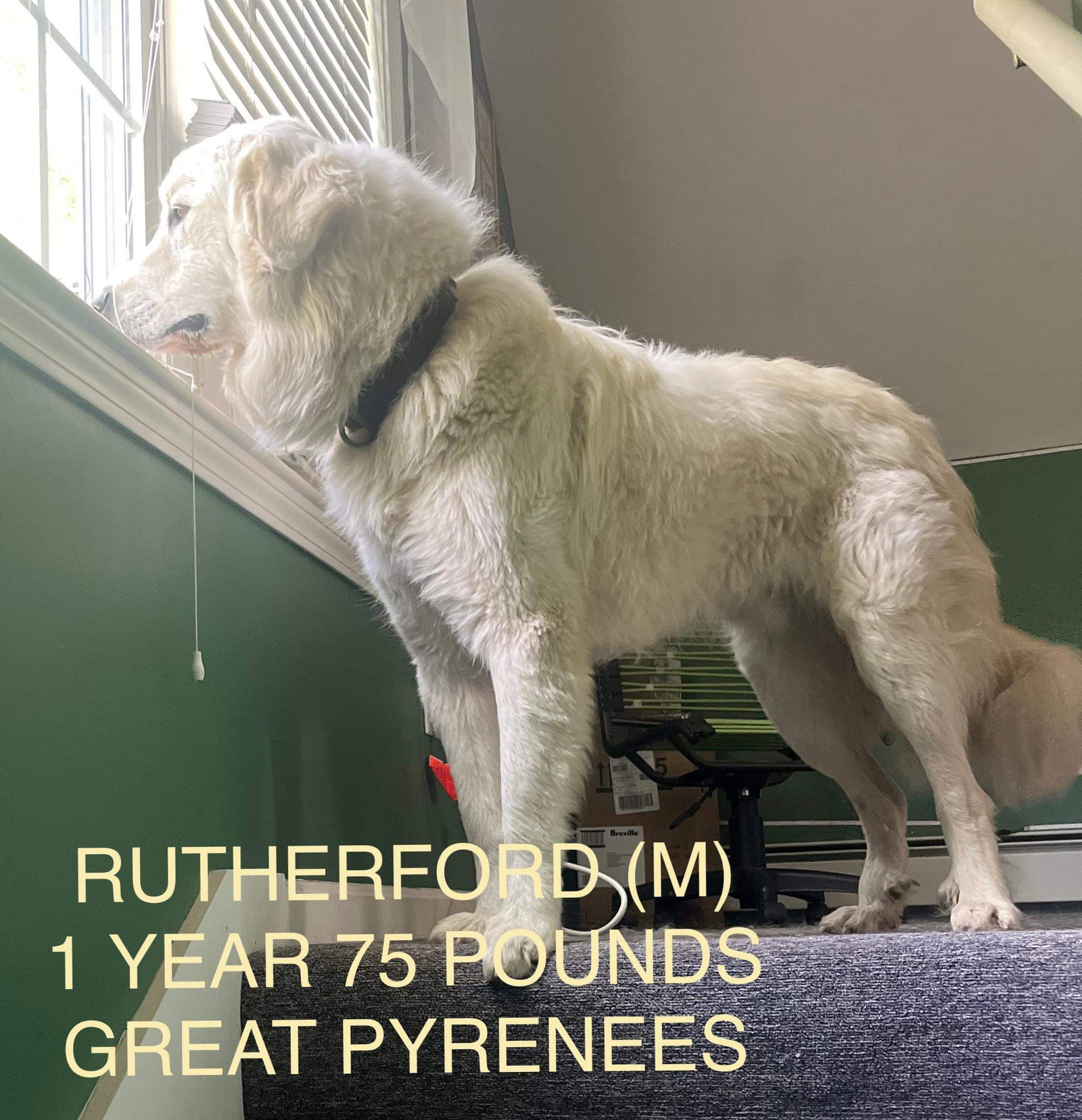 Dog for Adoption - Rutherford, a Great Pyrenees in New Haven, CT ...