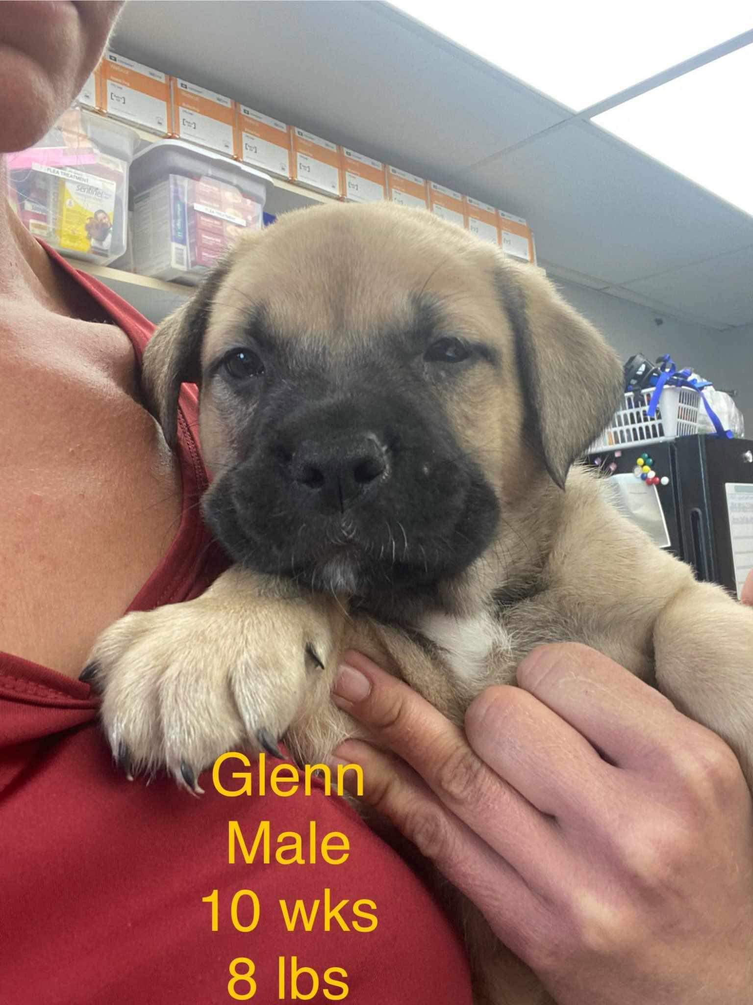 Dog for Adoption - GLENN, a Labrador Retriever in Springfield, MA | Alpha Paw