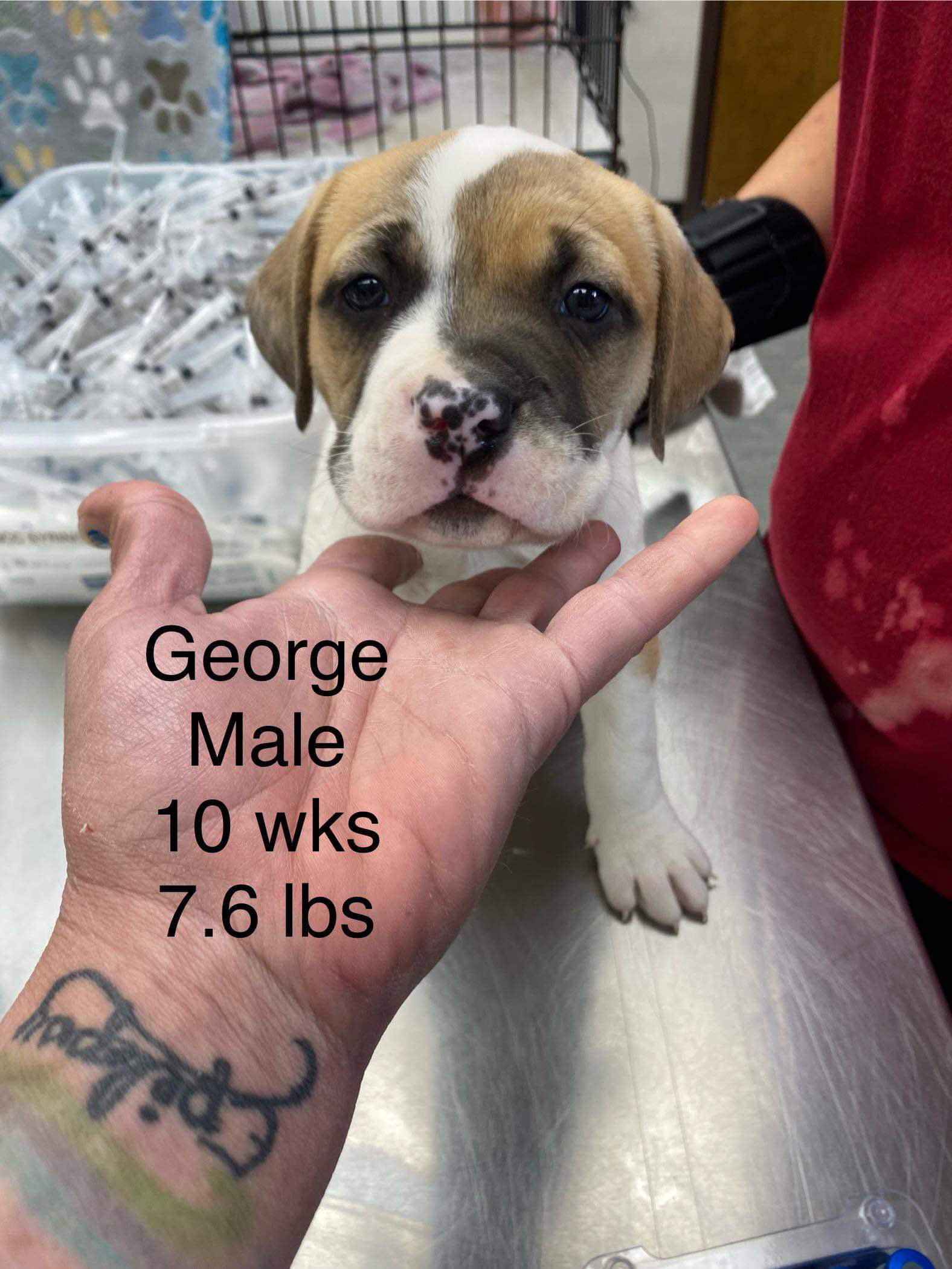 Dog for Adoption - GEORGE, a Labrador Retriever in Springfield, MA ...