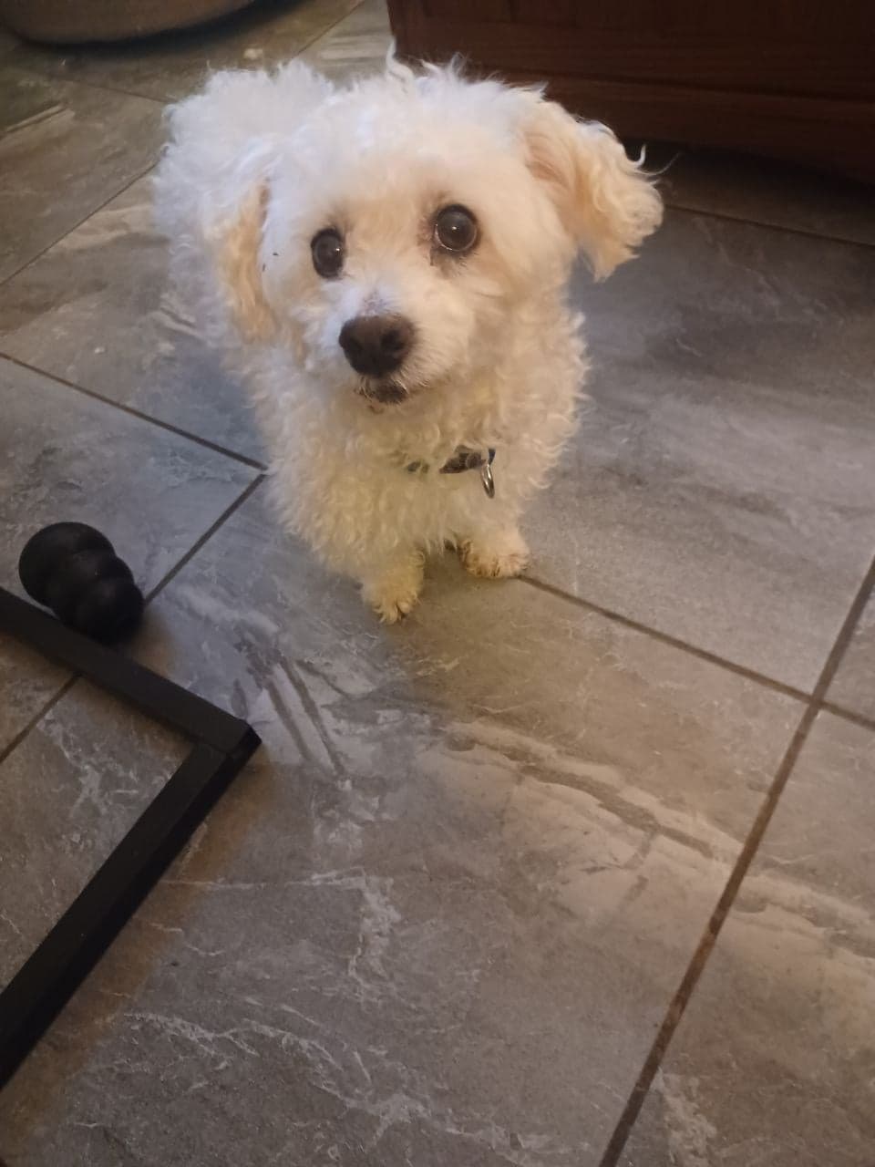 Dog for Adoption - TOBY, a Poodle (Miniature) in Sherman Oaks, CA ...