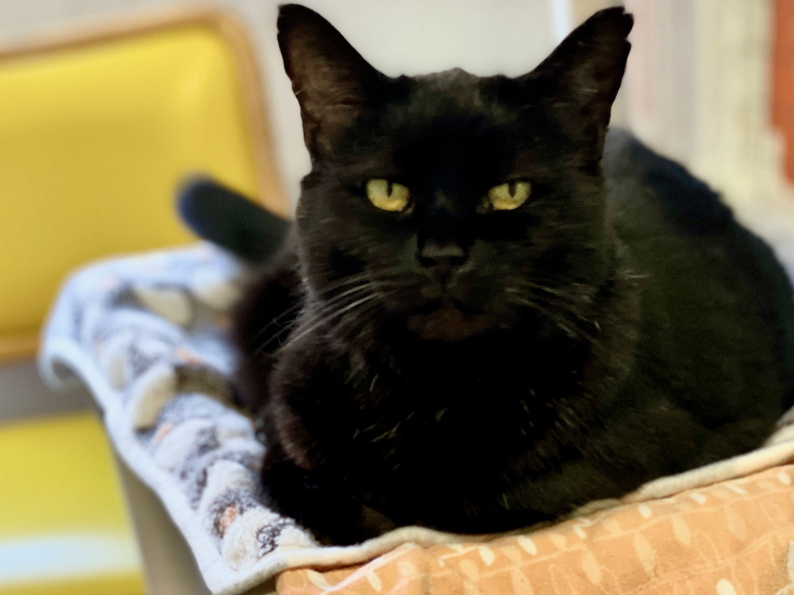 Cat adoption in Flint Hill, VA 22627: Bombay / Mixed (short coat) Cat ...