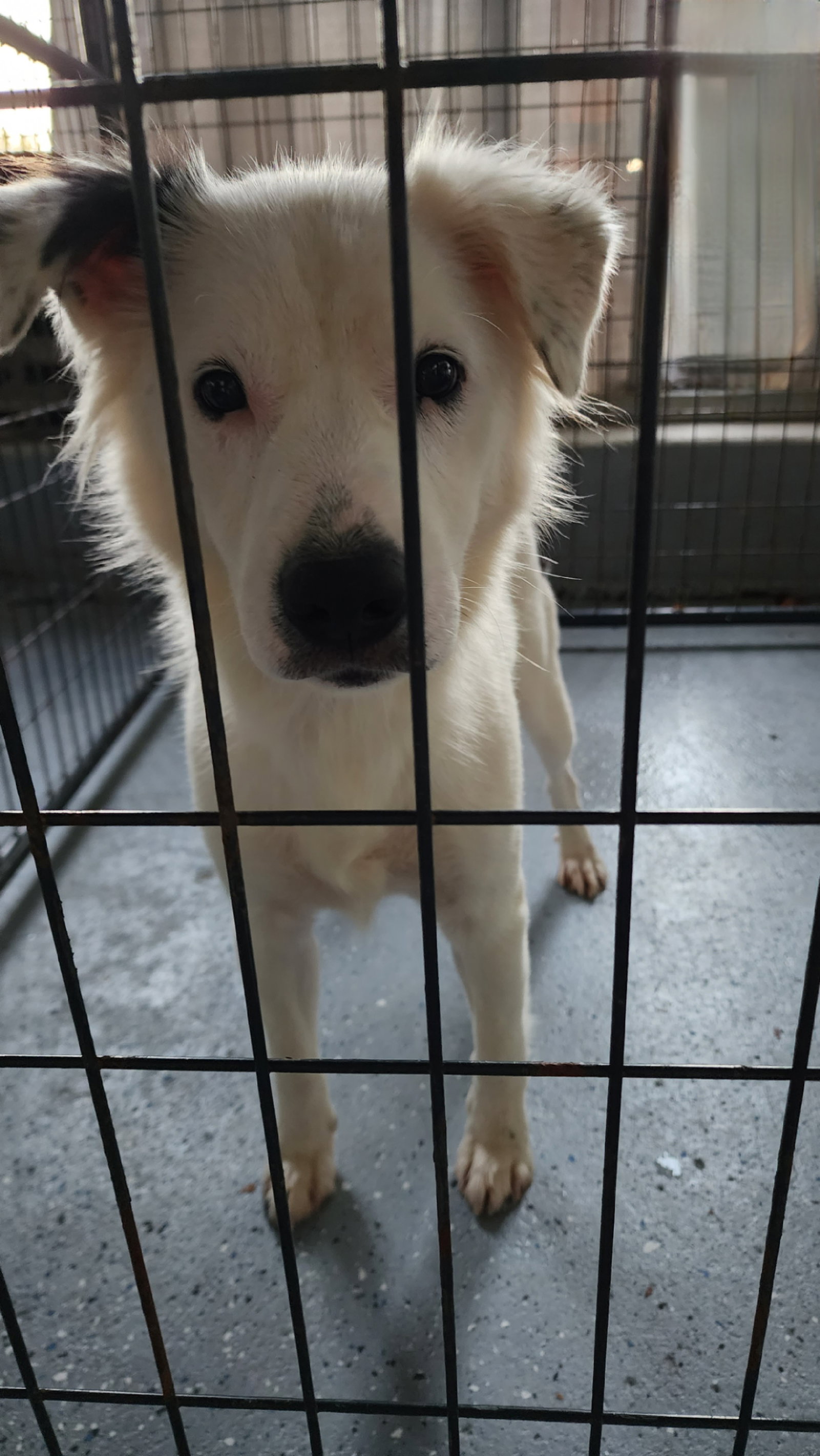 Dog for Adoption - Domino, a Australian Shepherd in Bald Knob, AR ...