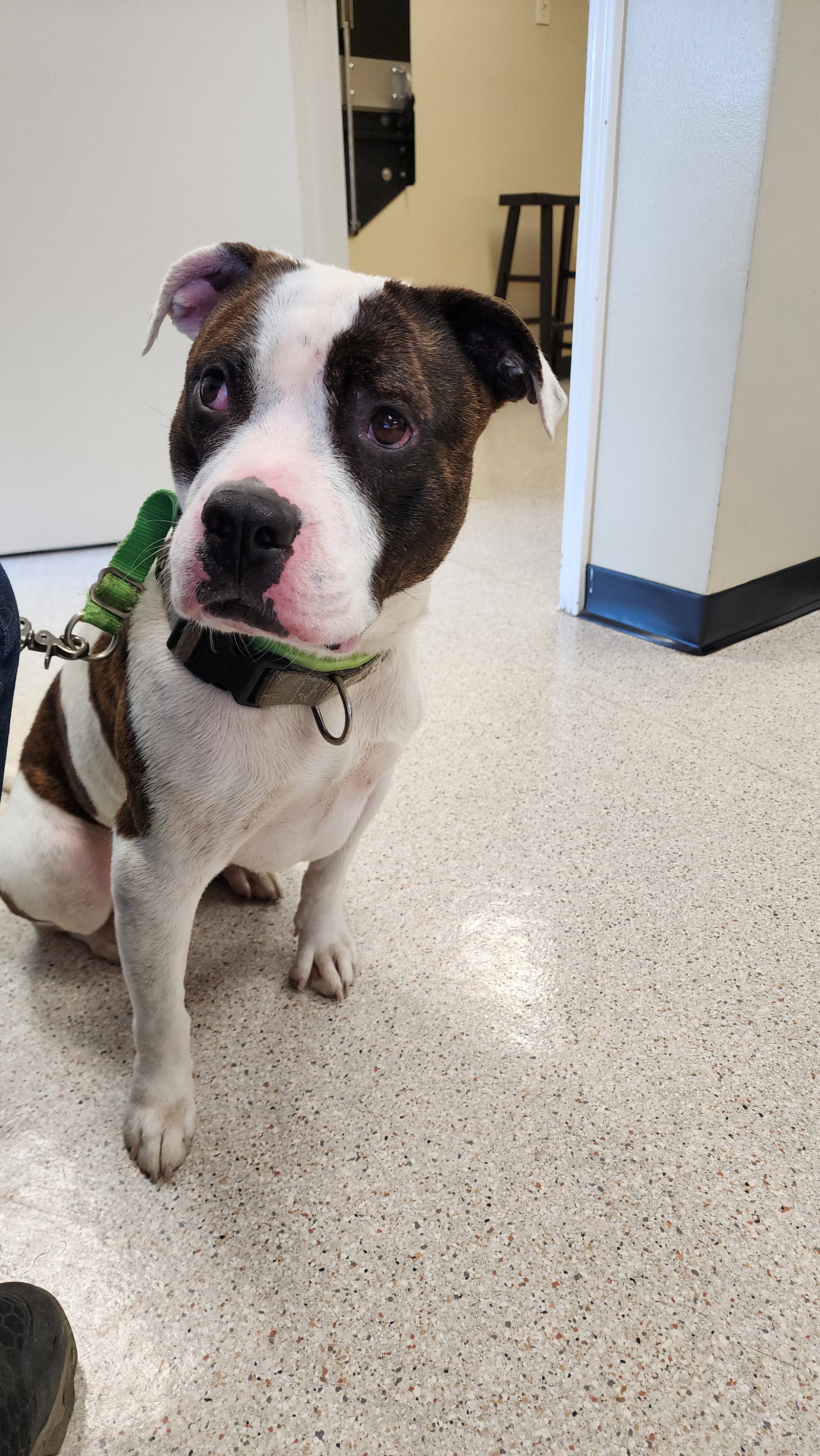 Dog for Adoption - Vee, a American Pit Bull Terrier in Cabot, AR ...