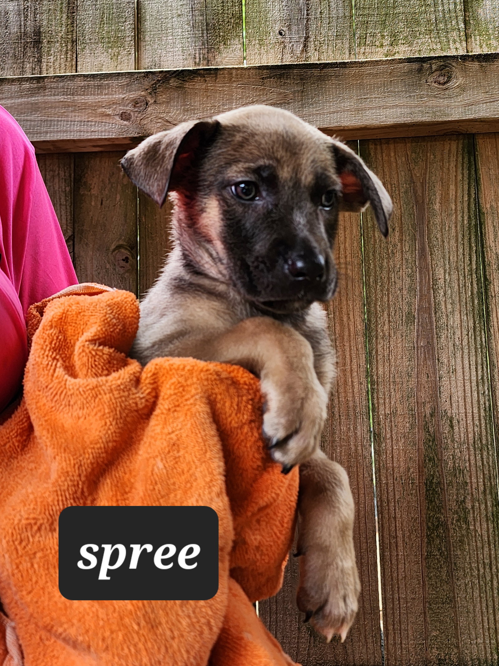 Dog for Adoption - Spree, a Shepherd in Bald Knob, AR | Alpha Paw