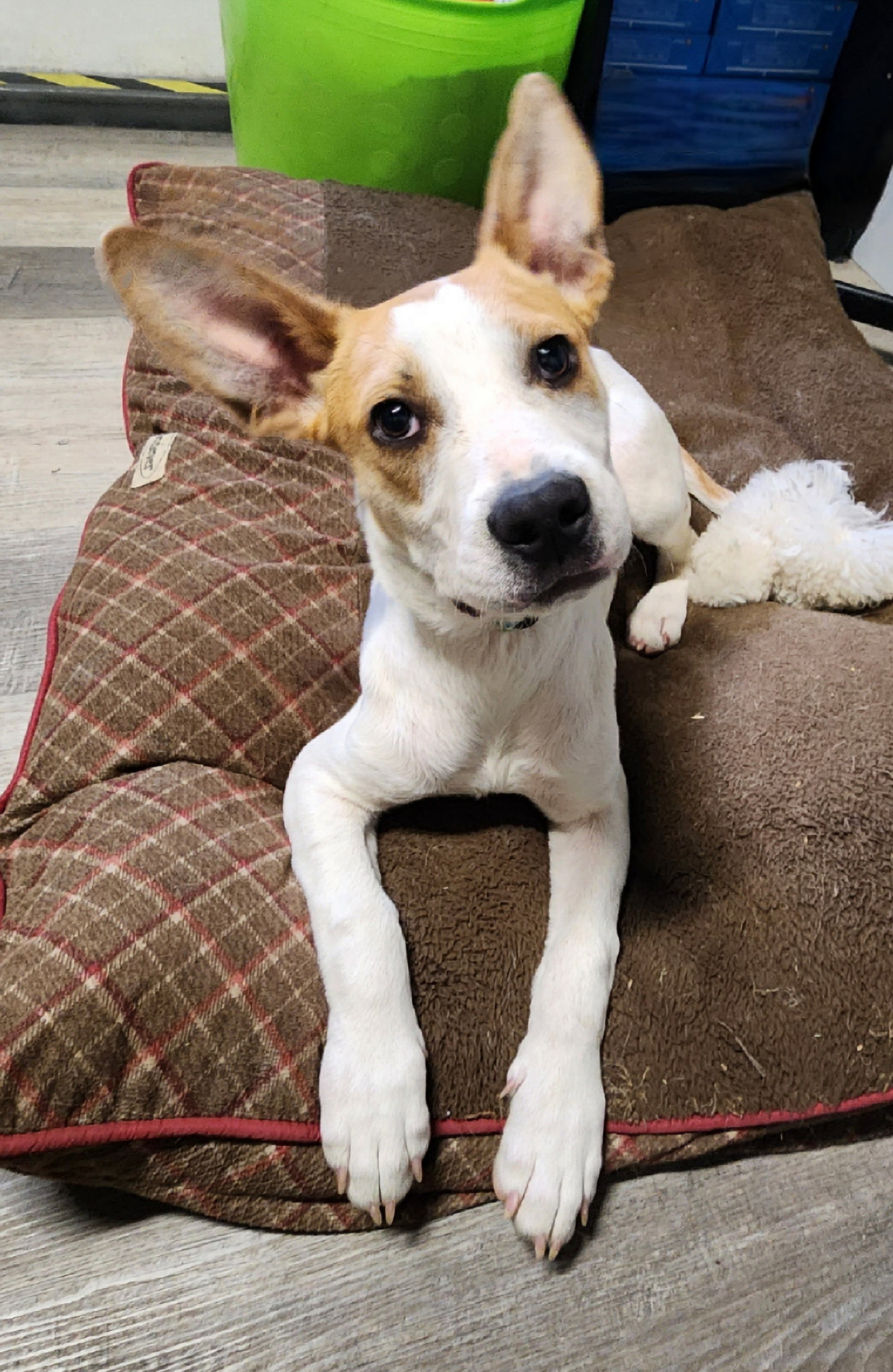 Dog for Adoption - QueenE, a Ibizan Hound in North Little Rock, AR ...
