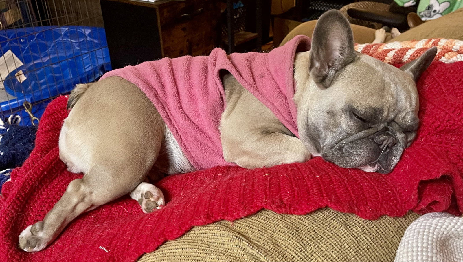 Dog for Adoption - Foxy, a French Bulldog in Barstow, CA | Alpha Paw