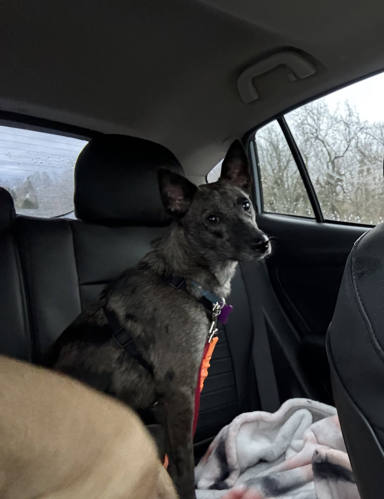 Dog for Adoption - Cricket, beauty inside & out, a Queensland Heeler in ...
