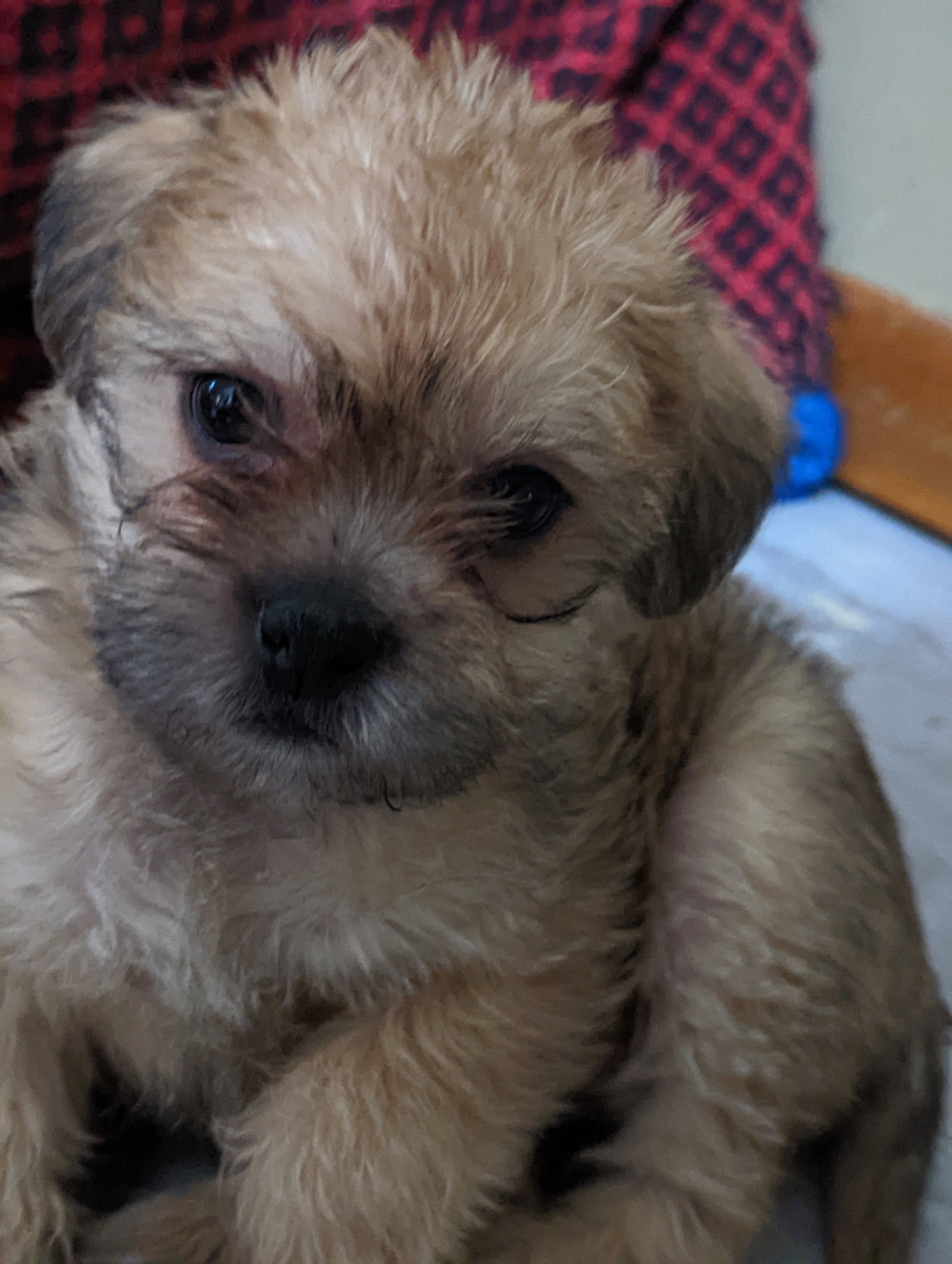 Dog for Adoption - Labyrinth Litter Ludo, a Shih Tzu in Wayne County ...