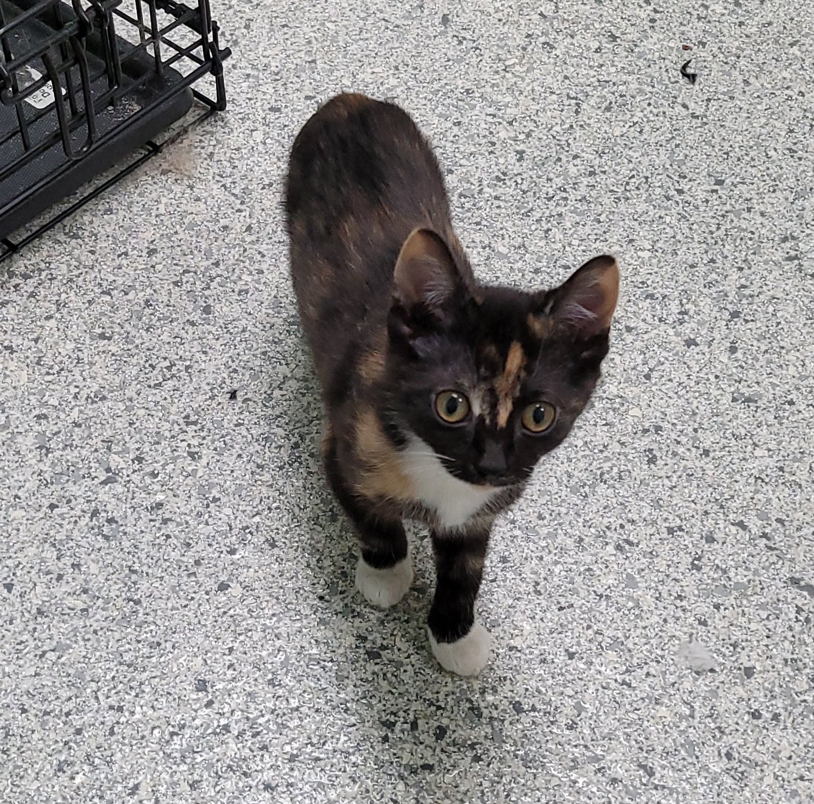 Cats for Adoption in Seville, Ohio | Alpha Paw
