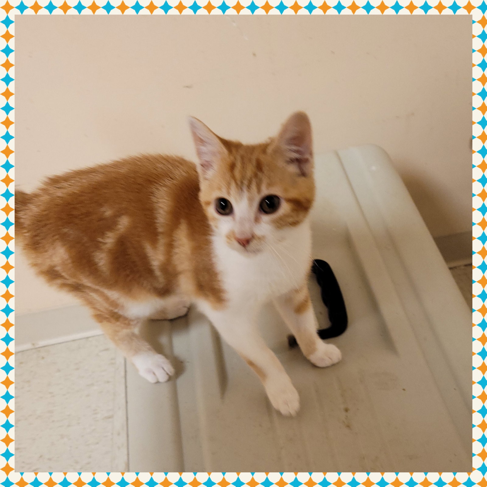Cats for Adoption in Cleveland, Ohio | Alpha Paw