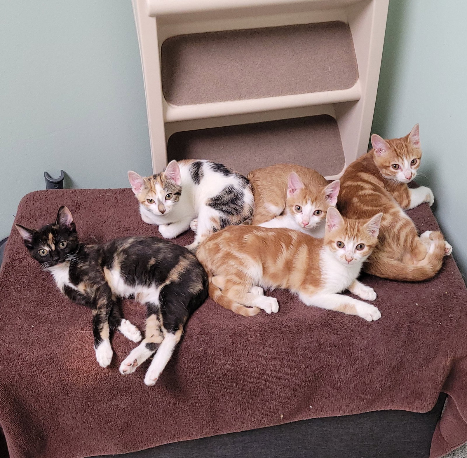 Cats for Adoption in Cleveland, Ohio | Alpha Paw