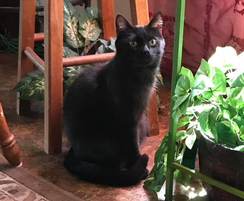 Adoptable Cats – CATsNAP