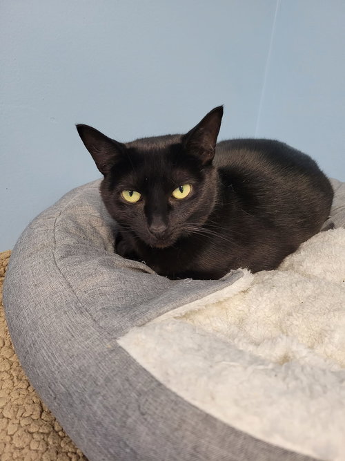 Adoptable Cats – CATsNAP