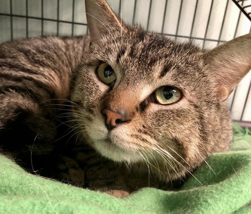 Adoptable Cats – CATsNAP