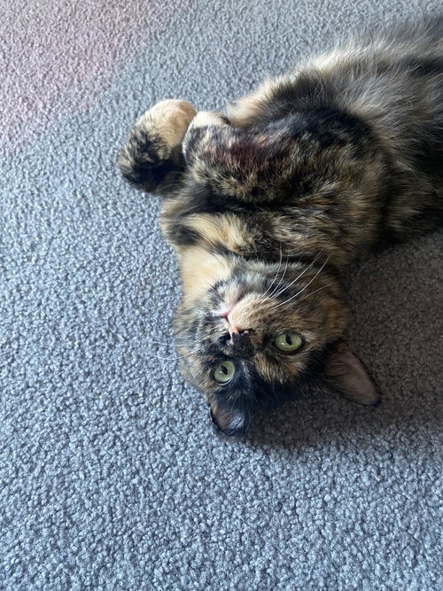 Adoptable Cats – CATsNAP