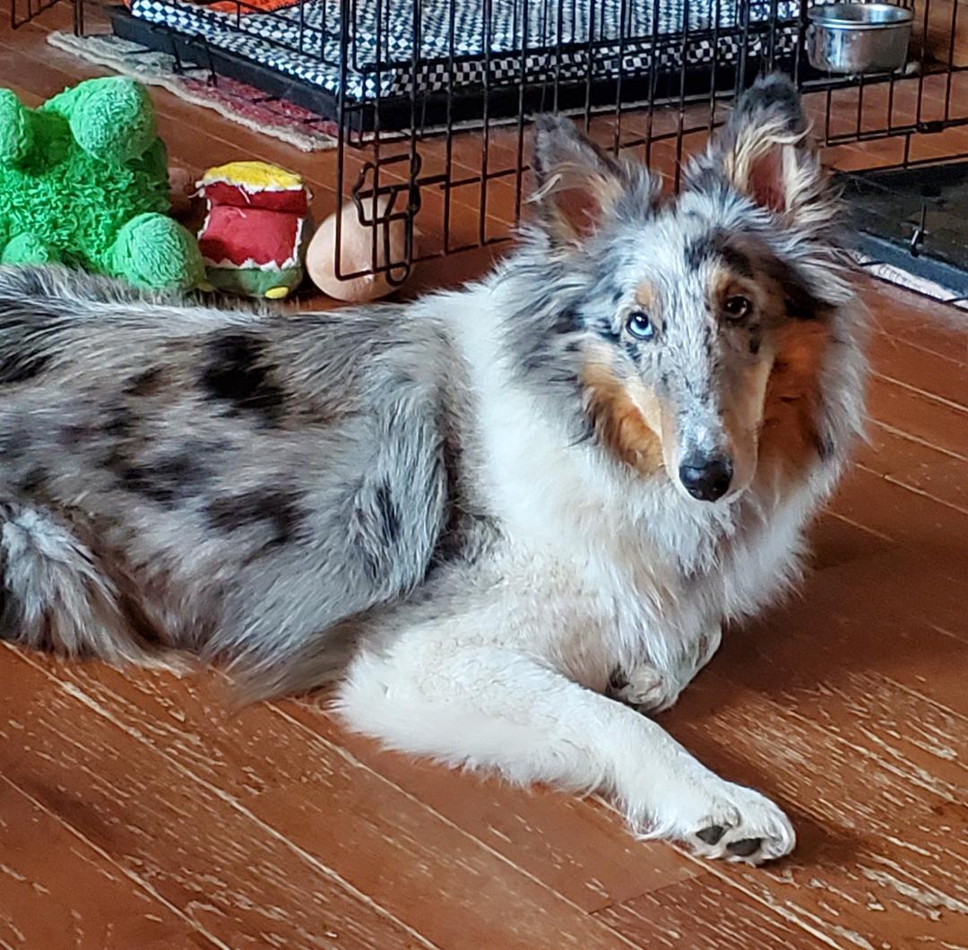 Smokey's Web Page | Kansas City Sheltie Rescue