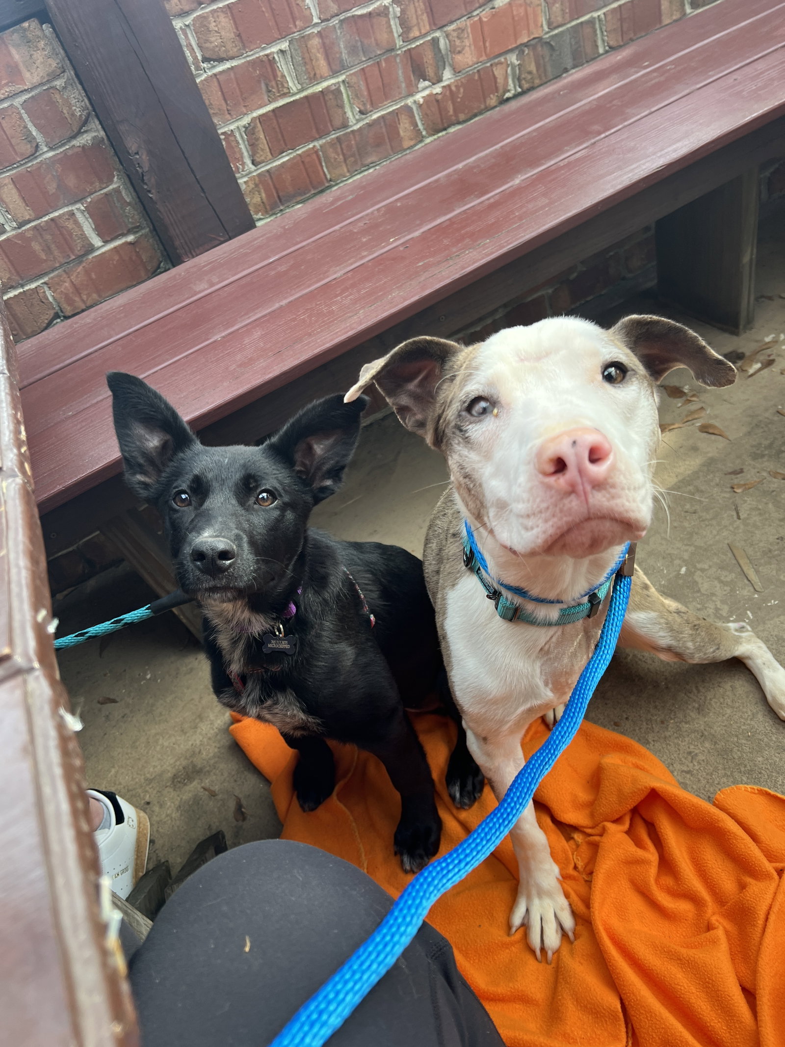 Dog for Adoption - Panini, a Catahoula Leopard Dog in Laurens, SC ...