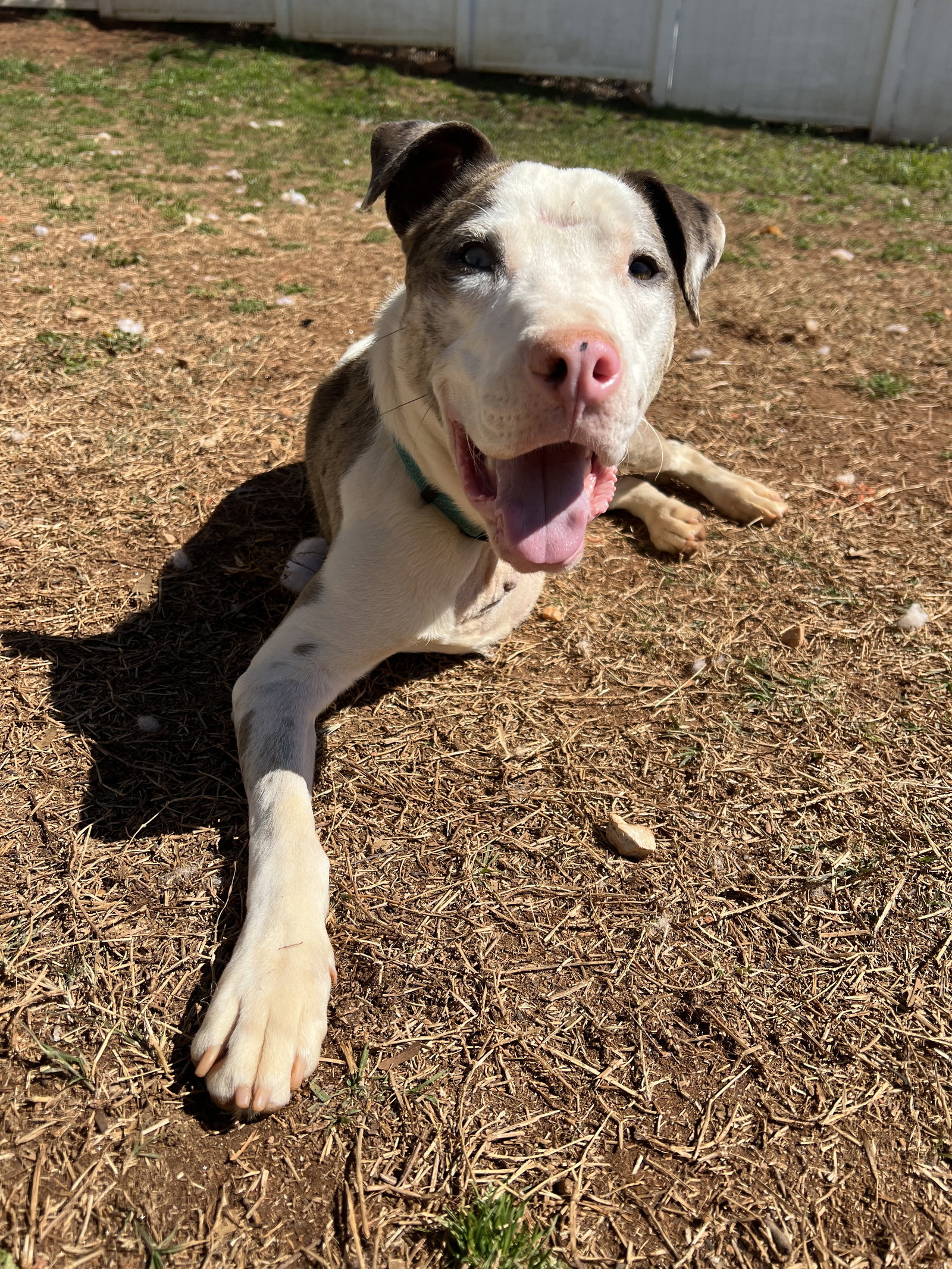 Dog for Adoption - Panini, a Catahoula Leopard Dog in Laurens, SC ...