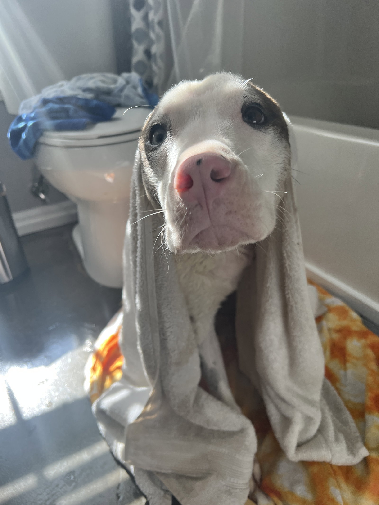 Dog for Adoption - Panini, a Catahoula Leopard Dog in Laurens, SC ...