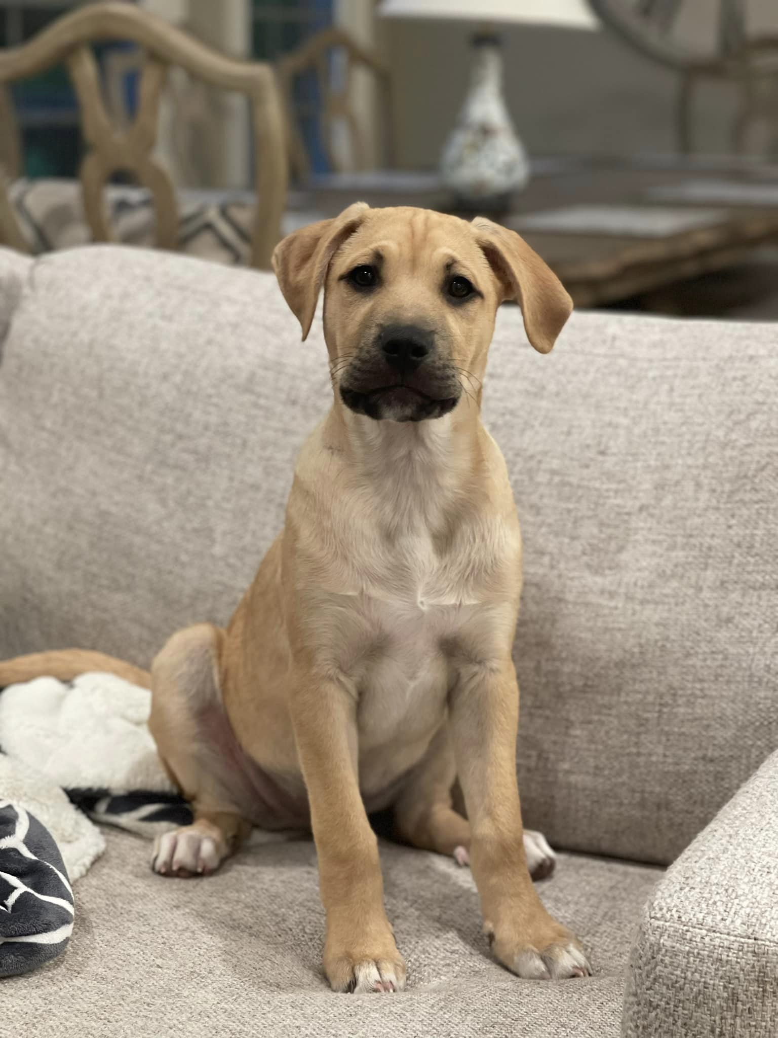 Dog for Adoption - Emerson, a Mountain Cur in Easley, SC | Alpha Paw
