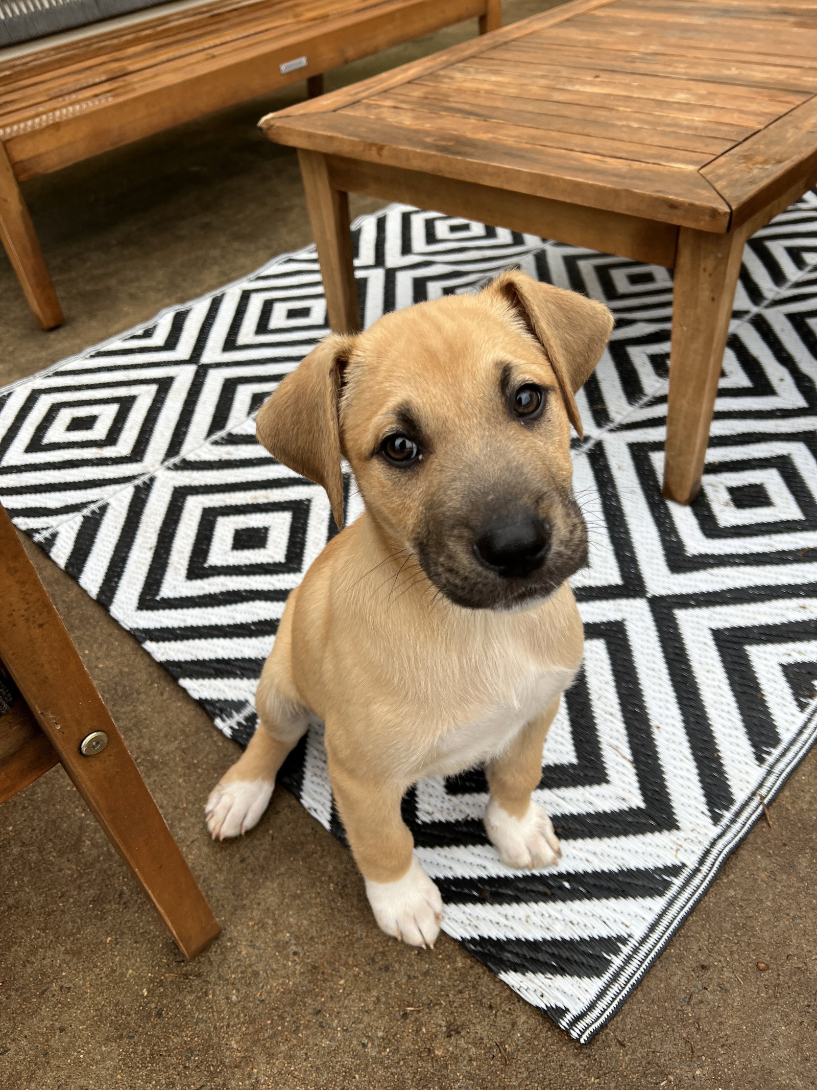 Dog for Adoption - Fox, a Mountain Cur in Landrum, SC | Alpha Paw