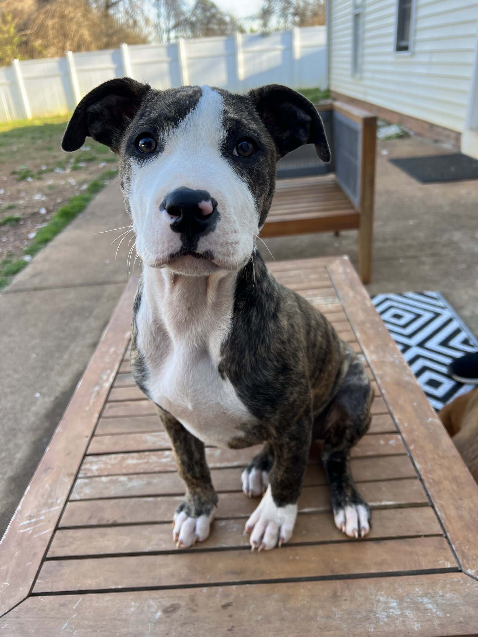 Dog for Adoption - Marigold, a Terrier in Pickens County, SC | Alpha Paw