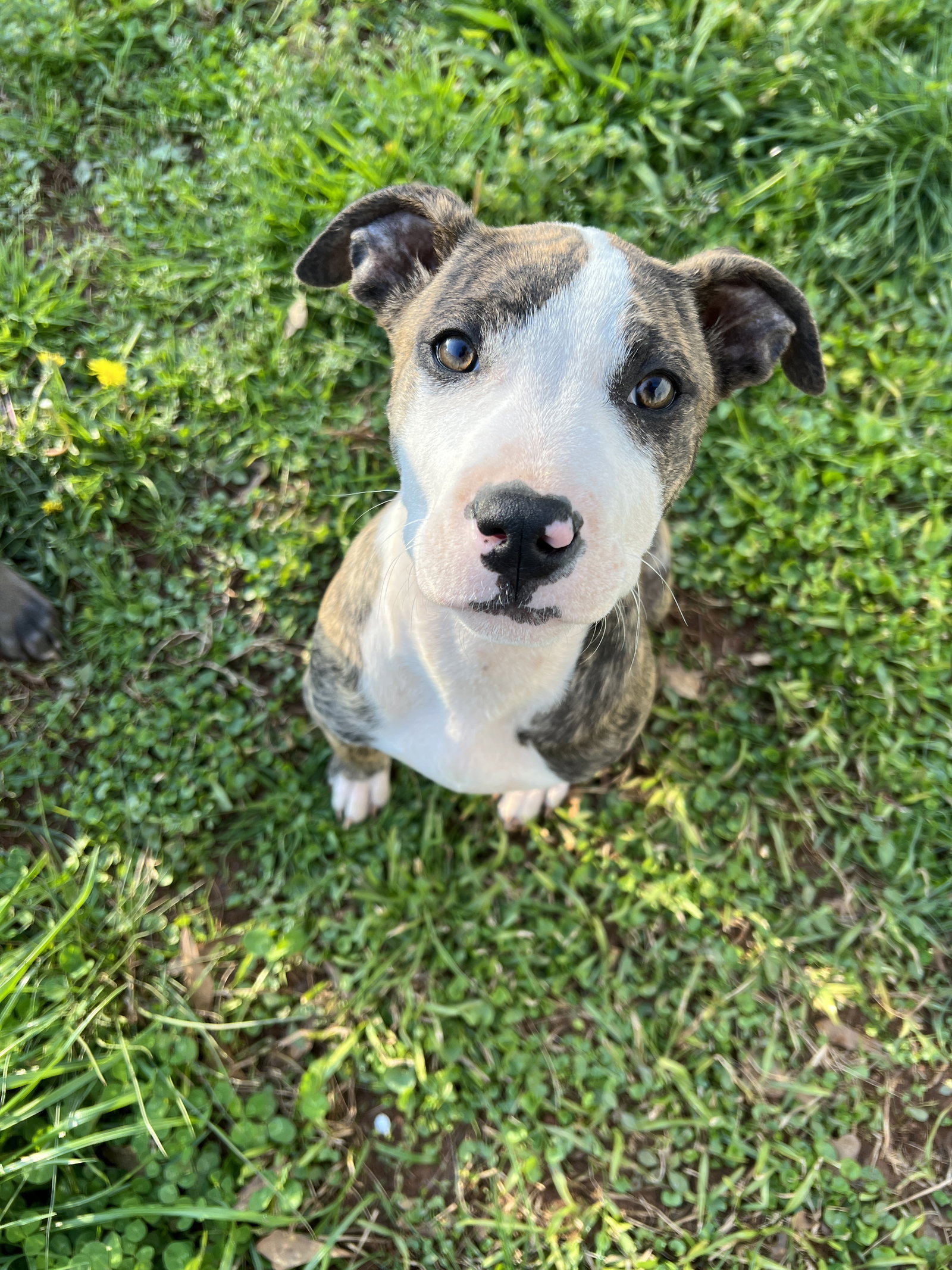 Dog for Adoption - Marigold, a Terrier in Pickens County, SC | Alpha Paw
