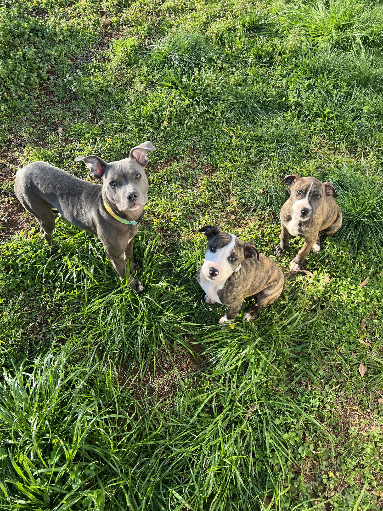 Dog for Adoption - Marigold, a Terrier in Pickens County, SC | Alpha Paw
