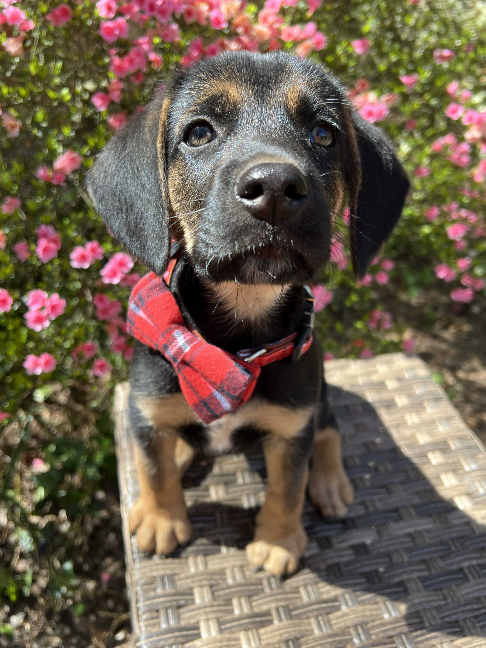 Dog for Adoption - Captain Hook, a Retriever in Pickens County, SC ...