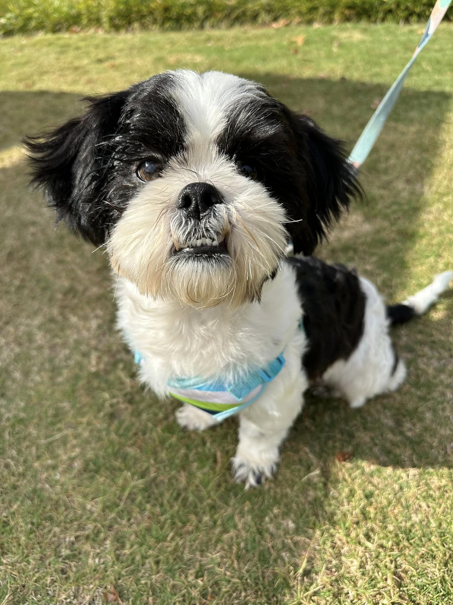 Dog for Adoption - Thibault, a Shih Tzu in Arcadia, SC | Alpha Paw