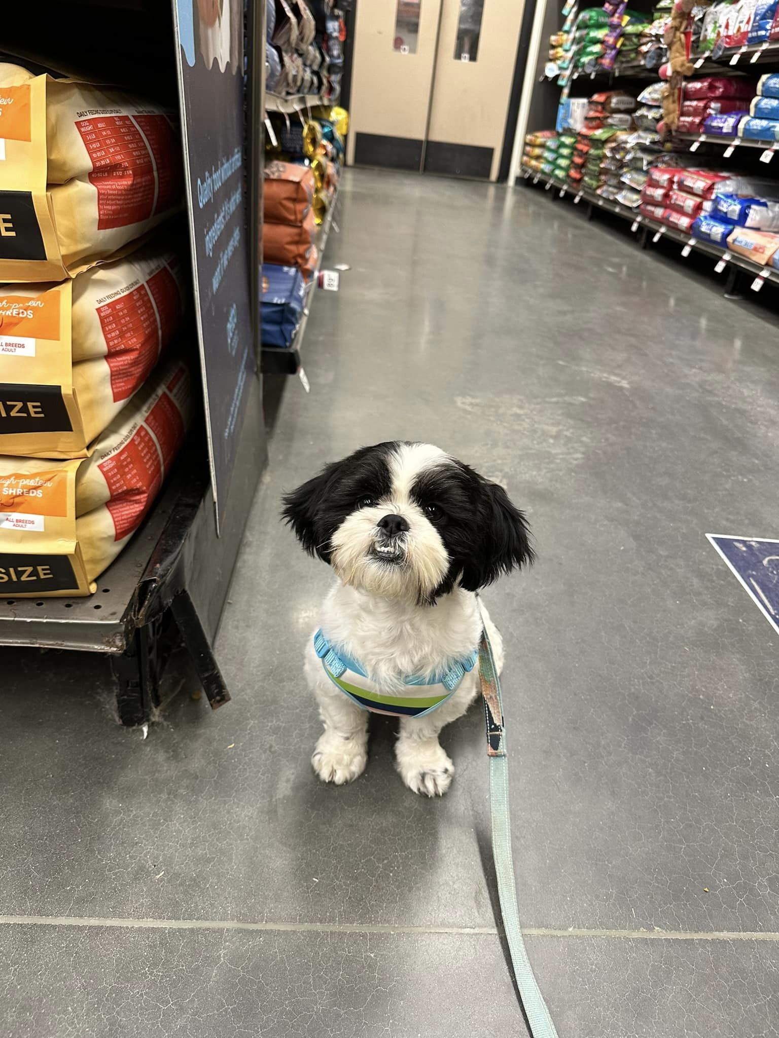 Dog for Adoption - Thibault, a Shih Tzu in Arcadia, SC | Alpha Paw