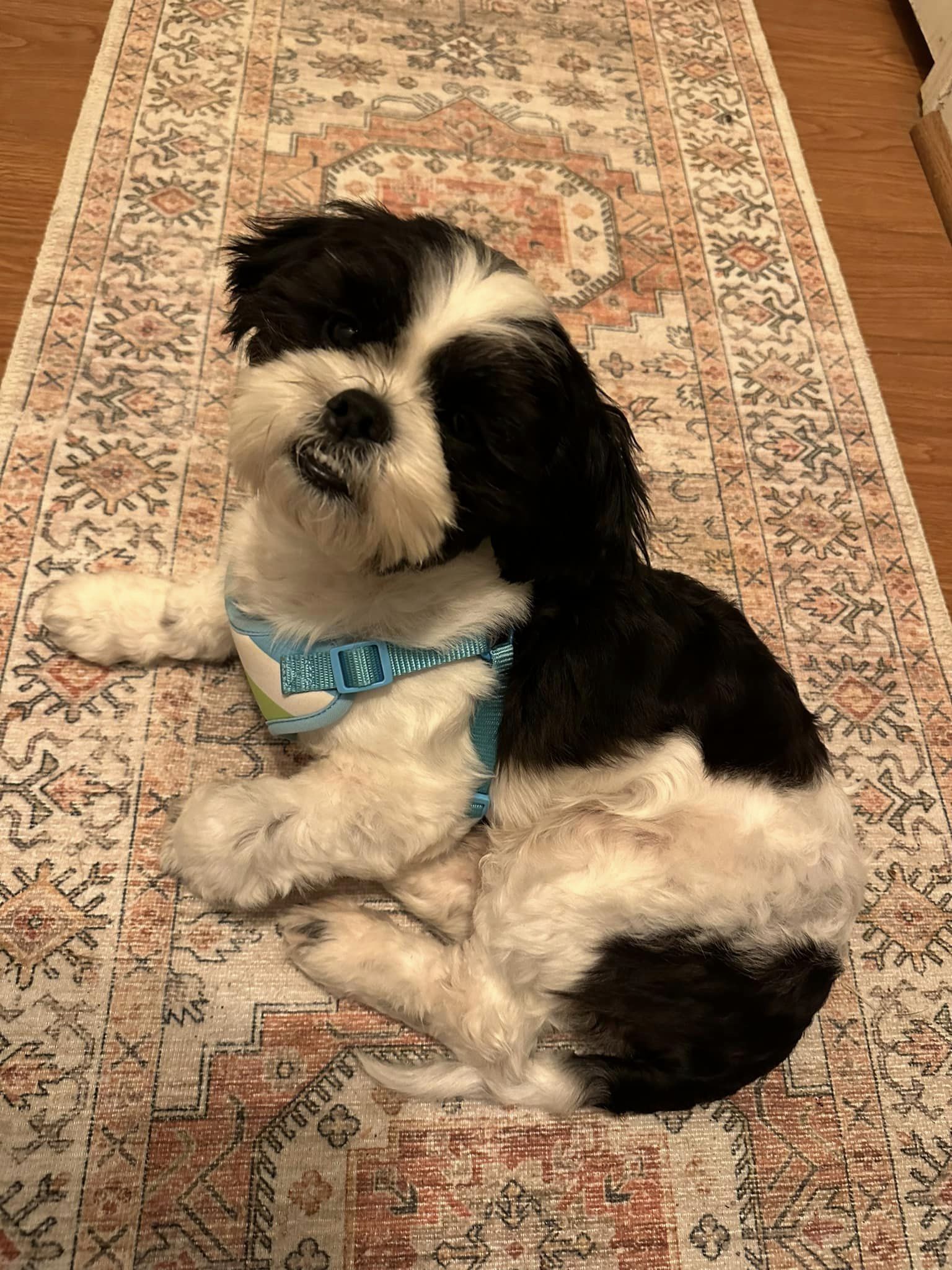 Dog for Adoption - Thibault, a Shih Tzu in Arcadia, SC | Alpha Paw