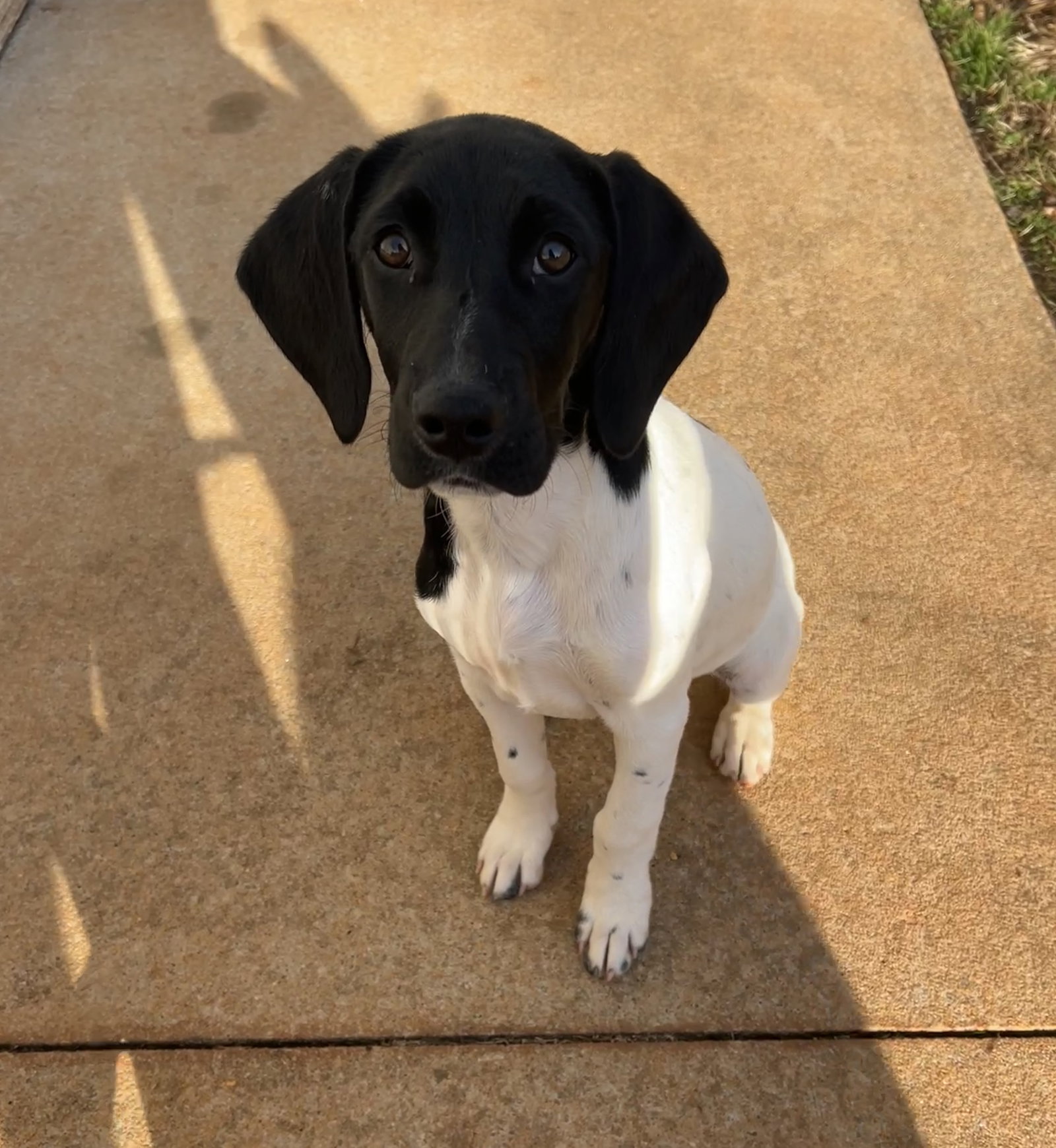 Dog for Adoption - Bumble, a Pointer in Spartanburg County, SC | Alpha Paw