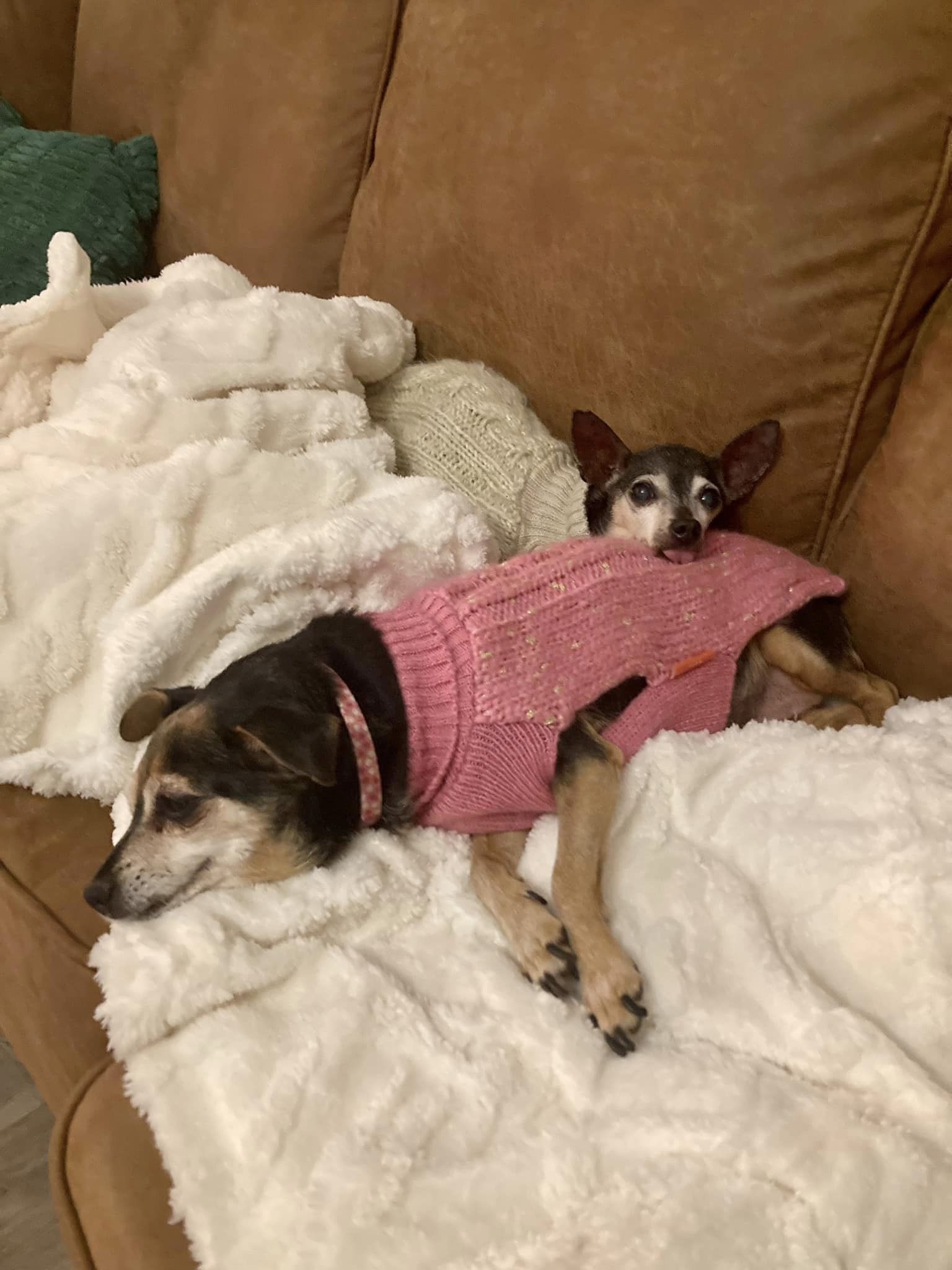 Dog for Adoption - Winter, a Chihuahua in Greenville County, SC | Alpha Paw