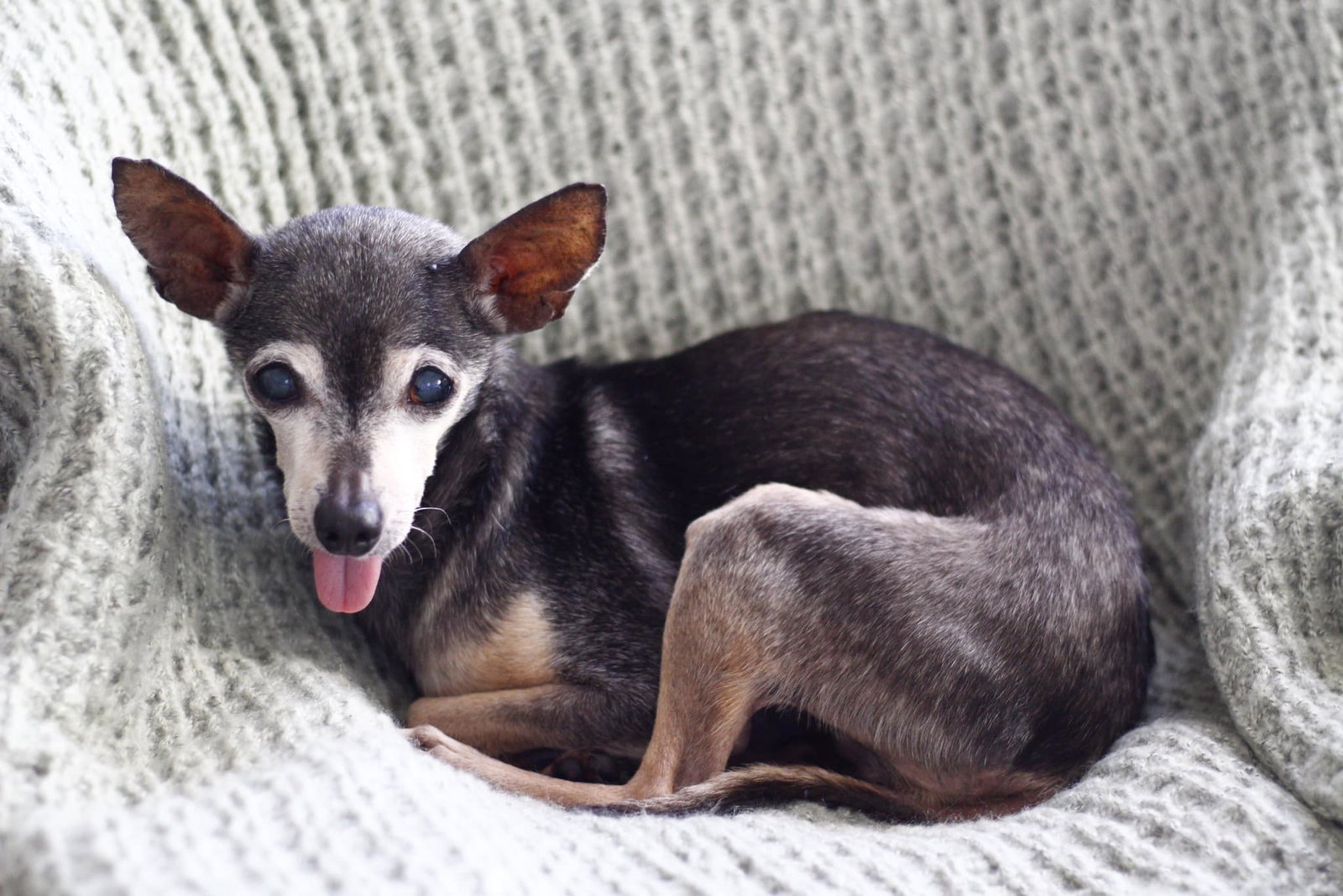 Dog for Adoption - Winter, a Chihuahua in Greenville County, SC | Alpha Paw